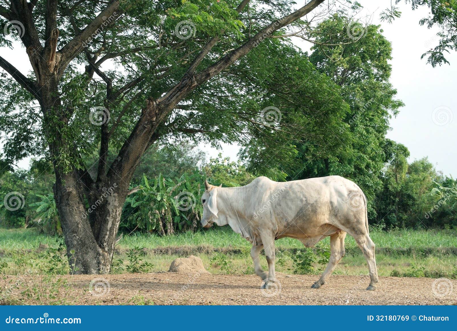 The bull stock image. Image of landscape, brown, grazing - 32180769