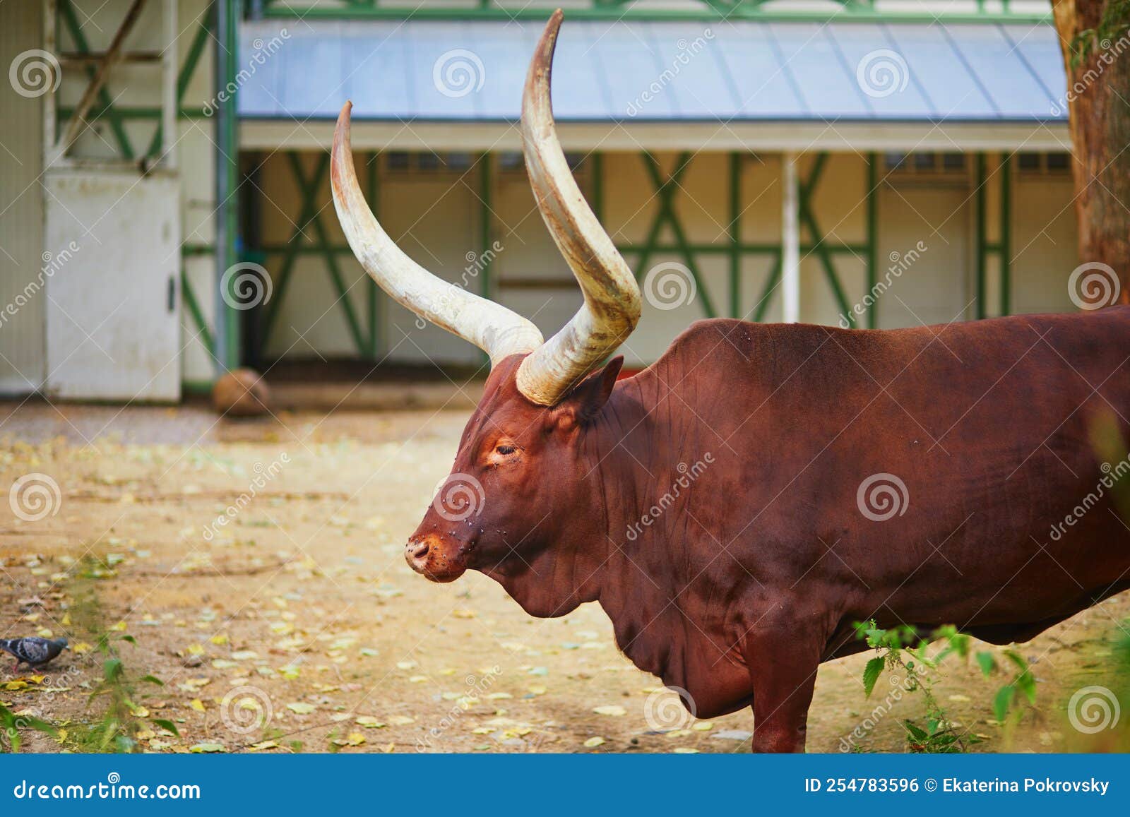 Bull Walking Outdoors in a Zoo Stock Photo - Image of evenhoofed ...