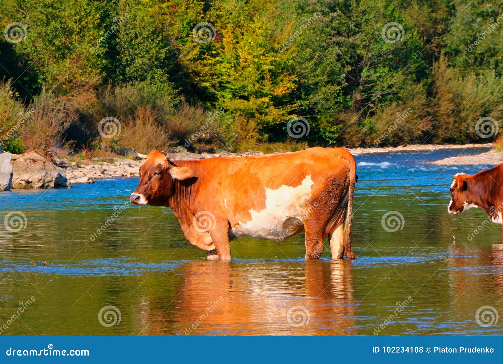 The Bull at the Watering Hole in the River. Stock Photo - Image of ...