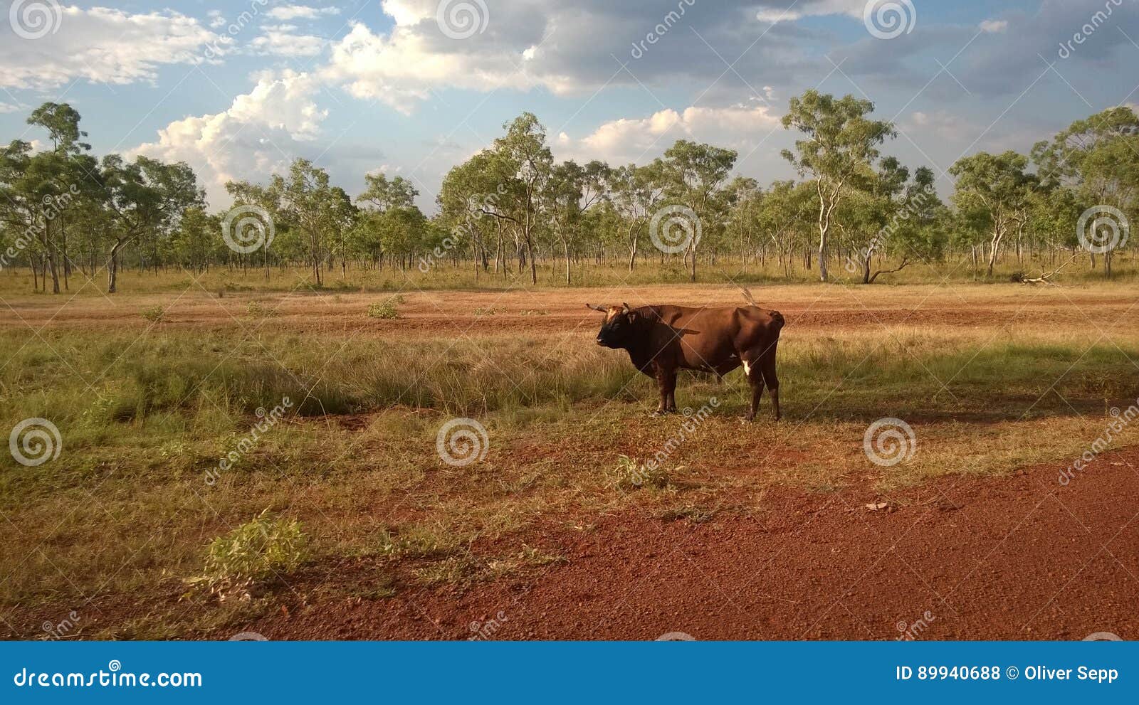 Bull stock photo. Image of cattle, wild, australia, beef - 89940688