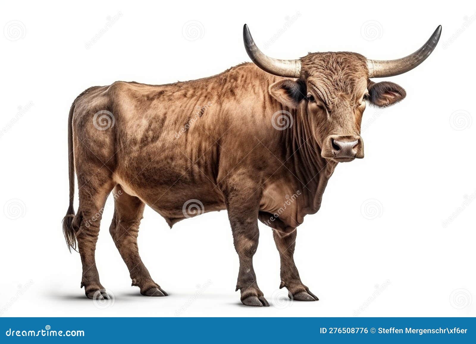 Bull on White Background stock illustration. Illustration of farm ...