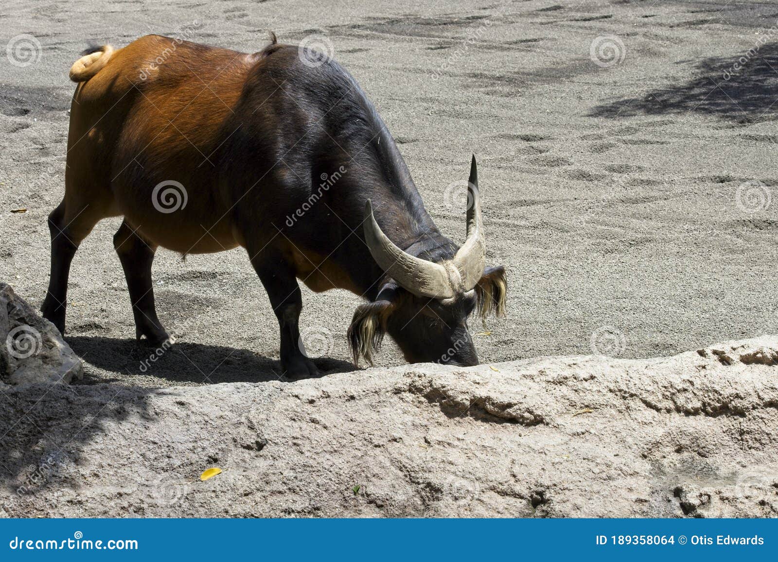 A Bull Wondering in the Sand Stock Photo - Image of cattle, bull: 189358064