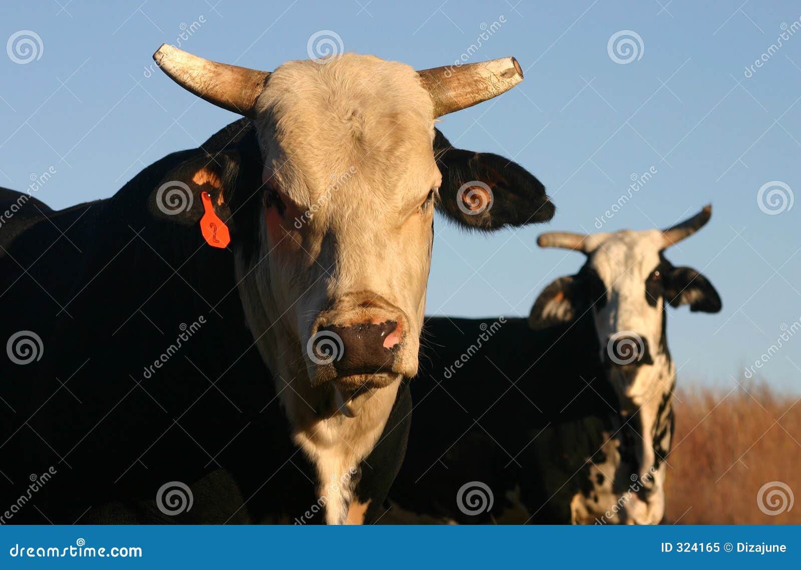 Bull y vaca imagen de archivo. Imagen de vaca, rancho, calvo - 324165