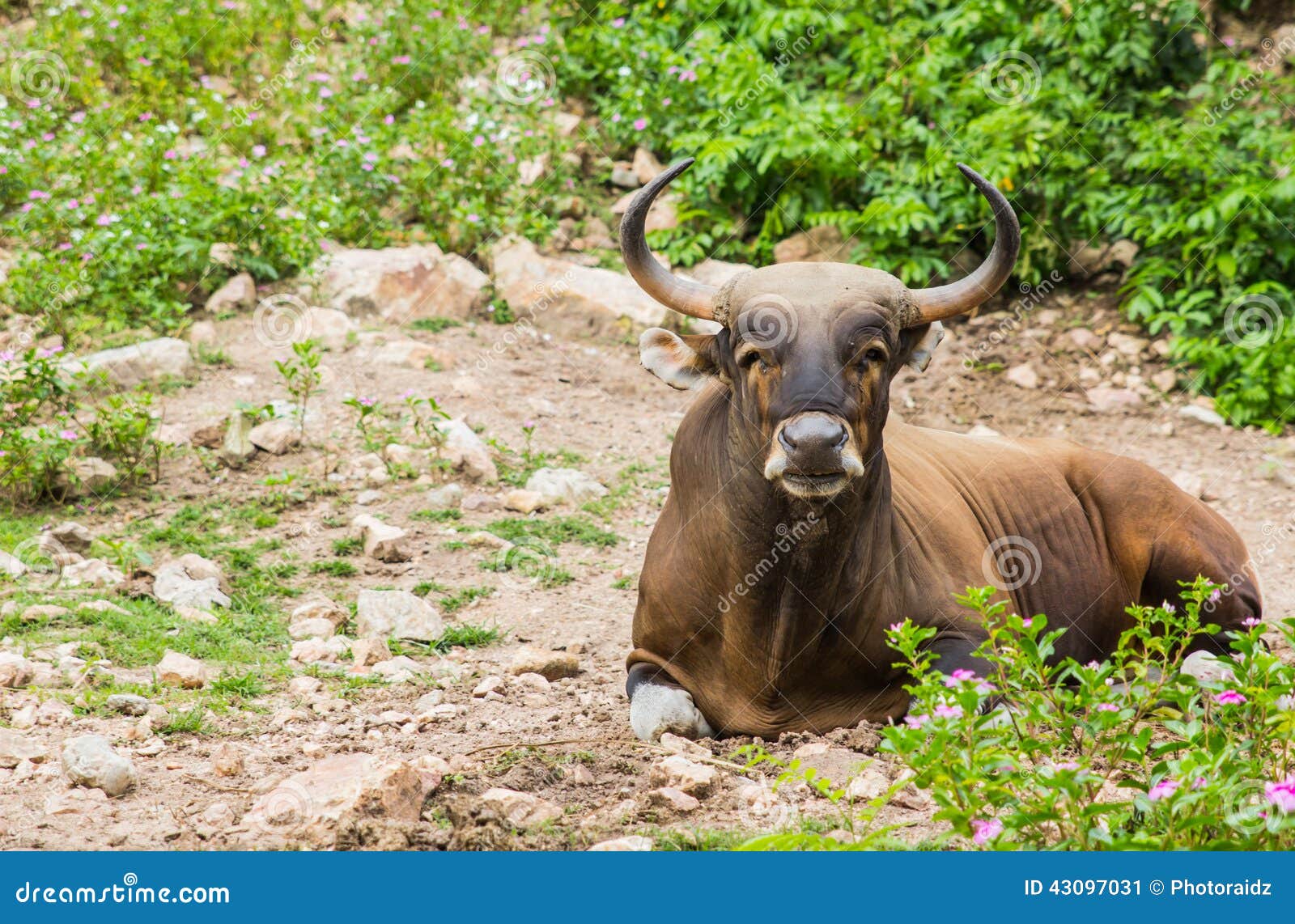 Bull in the zoo stock image. Image of male, forest, animal - 43097031