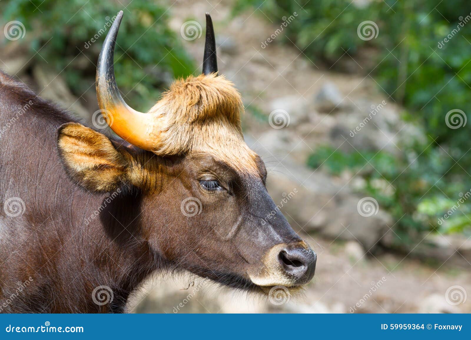 Bull stock photo. Image of huge, bull, male, mammal, frontalis - 59959364