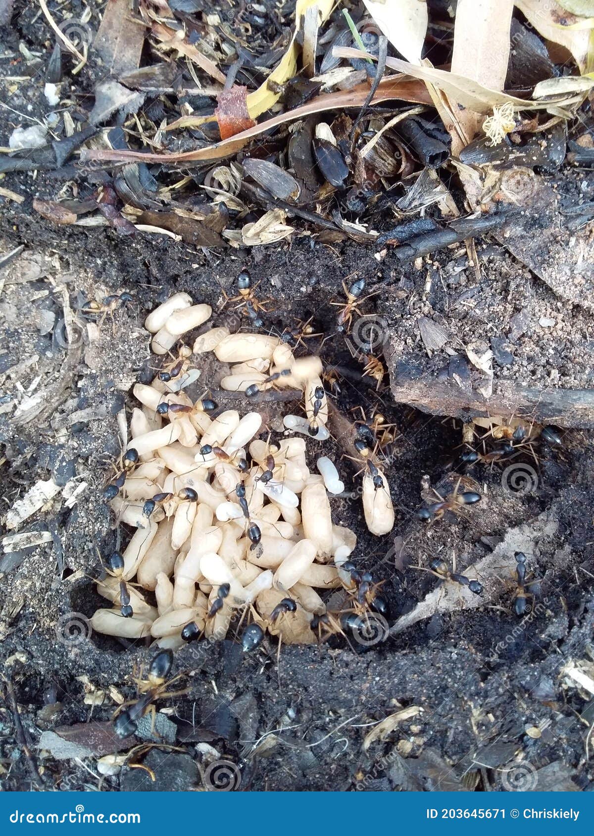 Bullant Eggs stock image. Image of bullant, untill, grow - 203645671