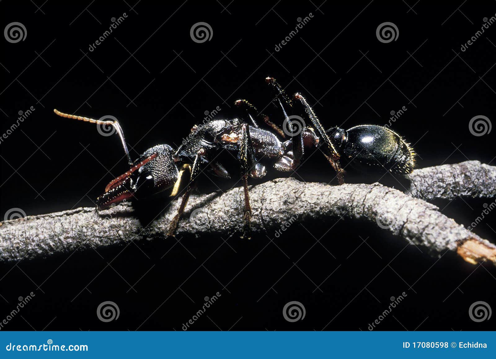 Bullant on twig stock photo. Image of insect, scavenger - 17080598