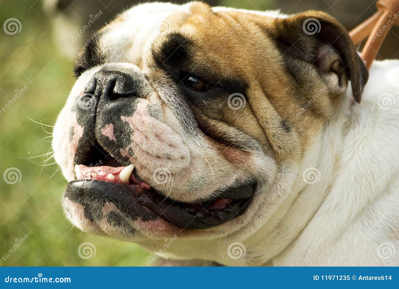 Bulldog stock image. Image of obedient, sweet, look, strong - 11971235