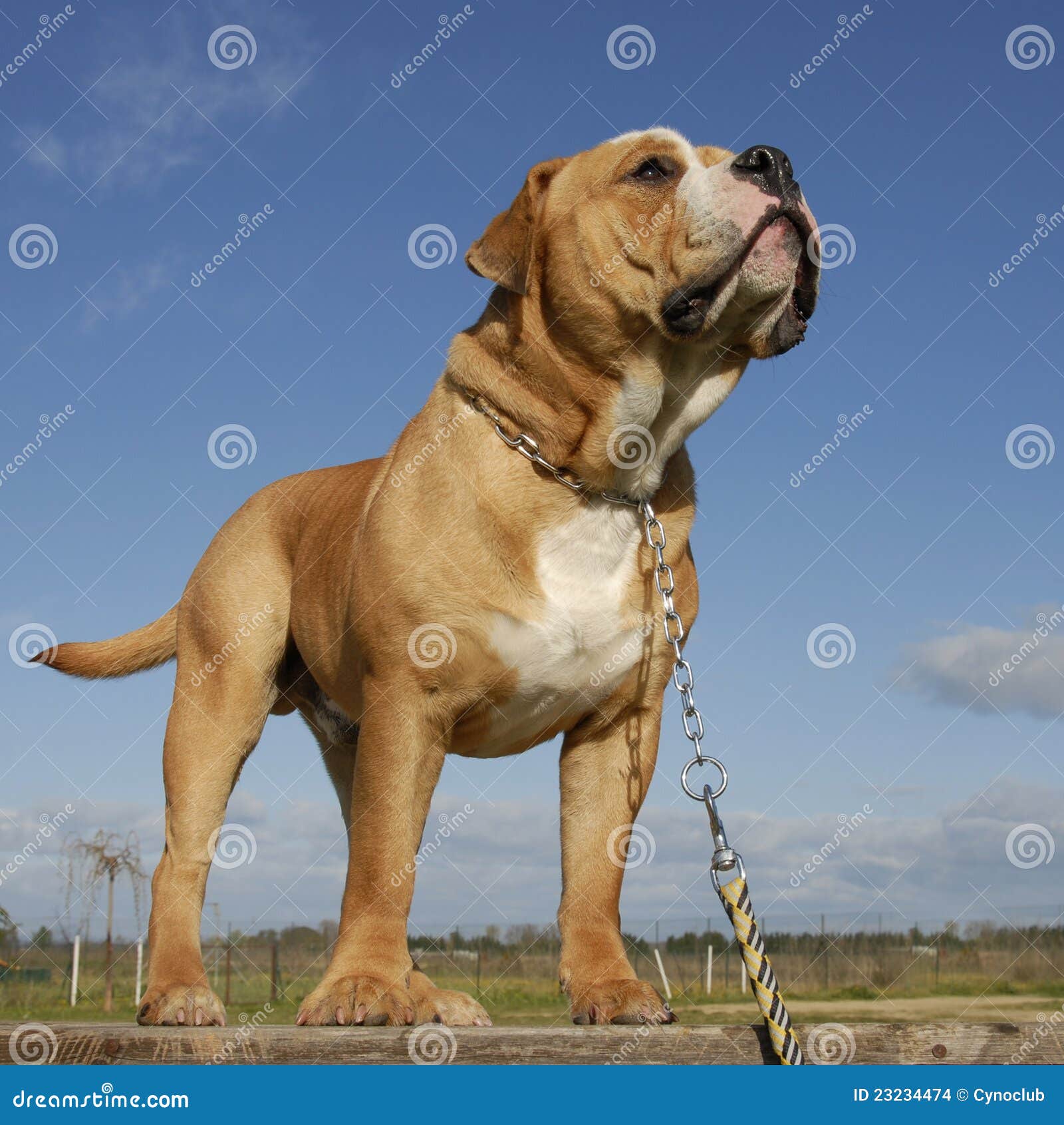Bulldog stock photo. Image of canine, purebred, guard - 23234474