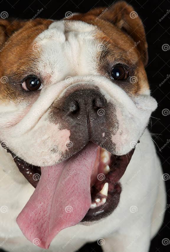 Bulldog stock photo. Image of ugly, mammal, guard, wrinkled - 3006734
