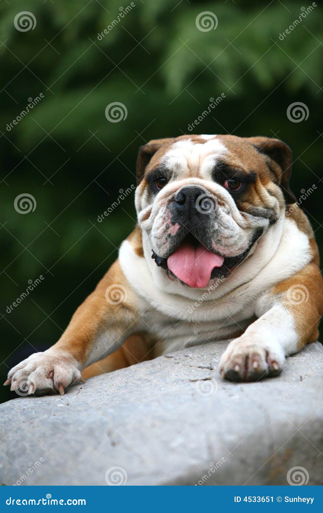 Bulldog stock image. Image of english, white, animal, pure - 4533651