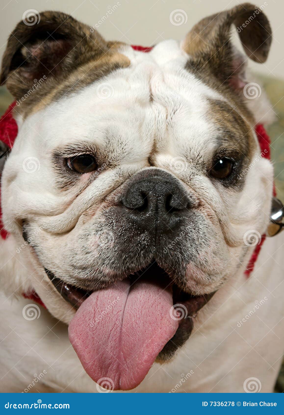Bulldog stock photo. Image of friendly, canine, puppy - 7336278