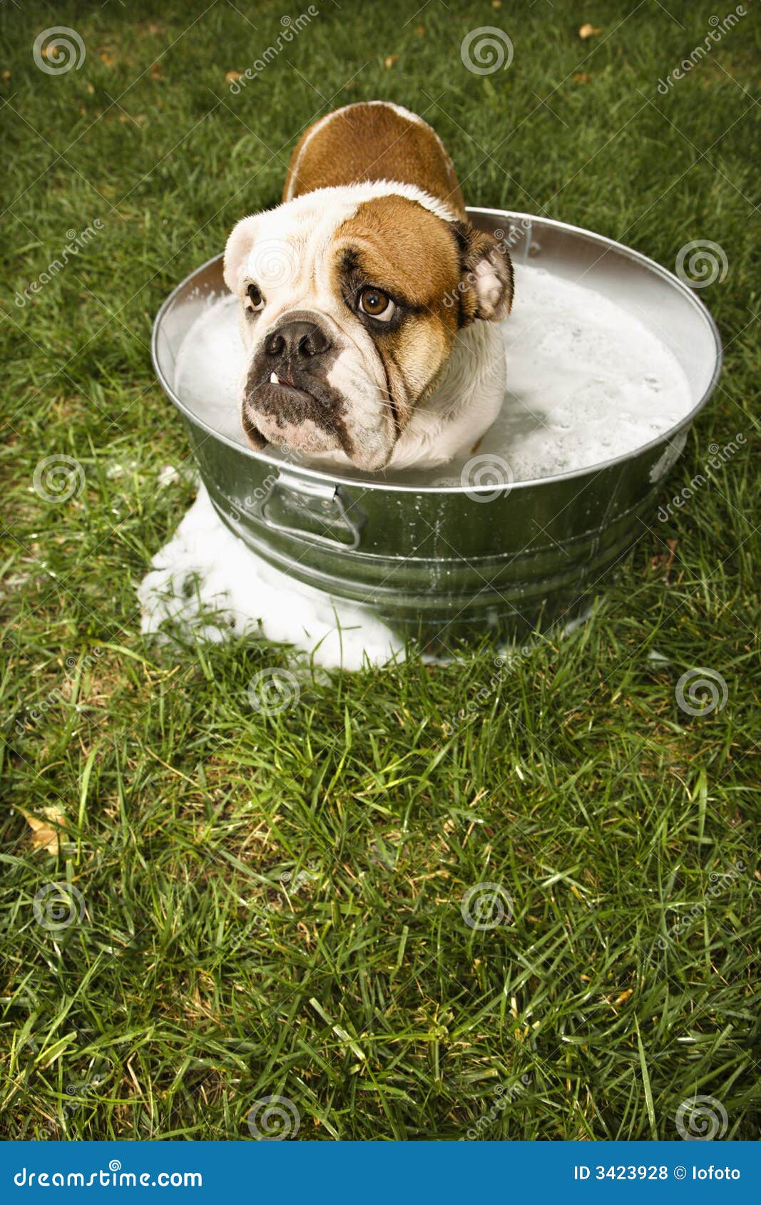 How To Bathe A English Bulldog