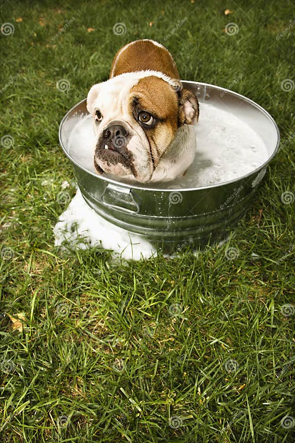 Bulldog in bath. stock photo. Image of colour, outdoors - 3423928
