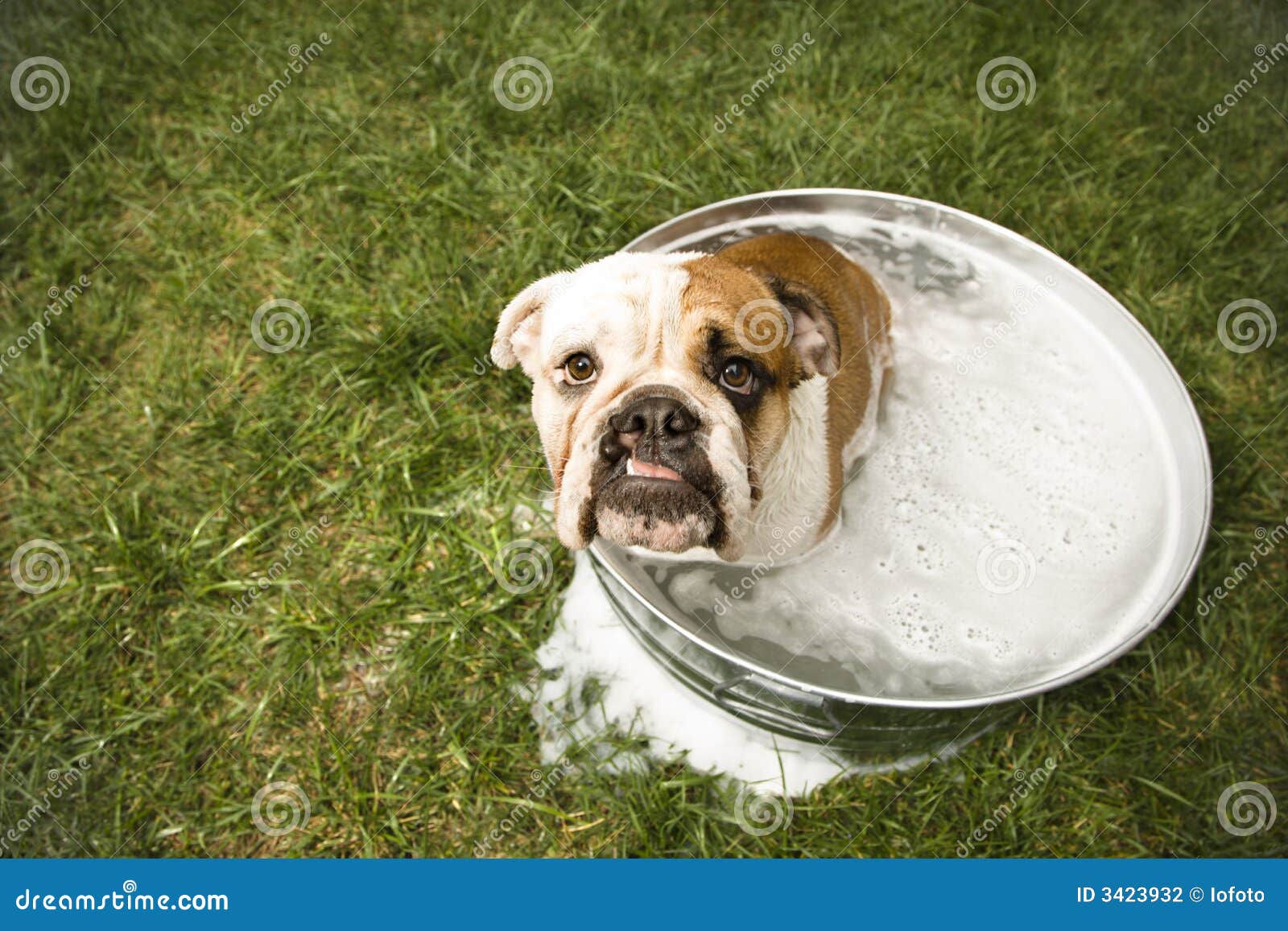 Bulldog bath. stock photo. Image of photograph, wash, contact - 3423932