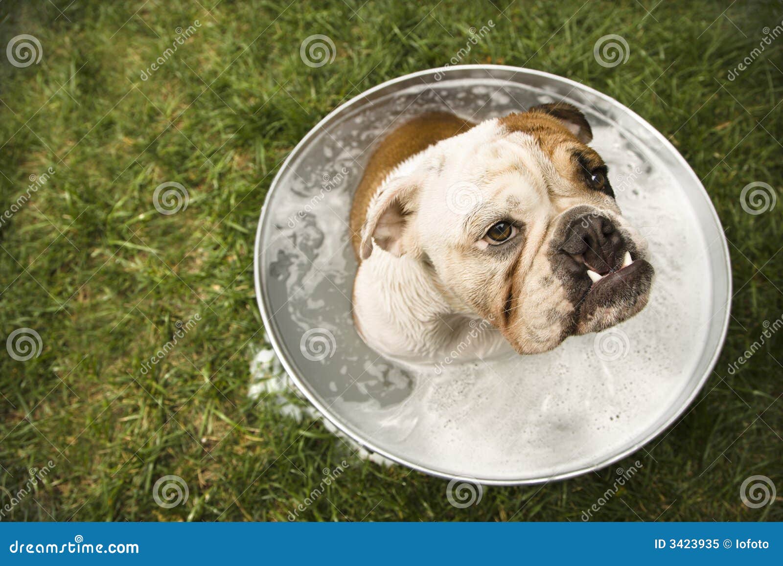 Bulldog in bath. stock image. Image of outdoors, canine - 3423935