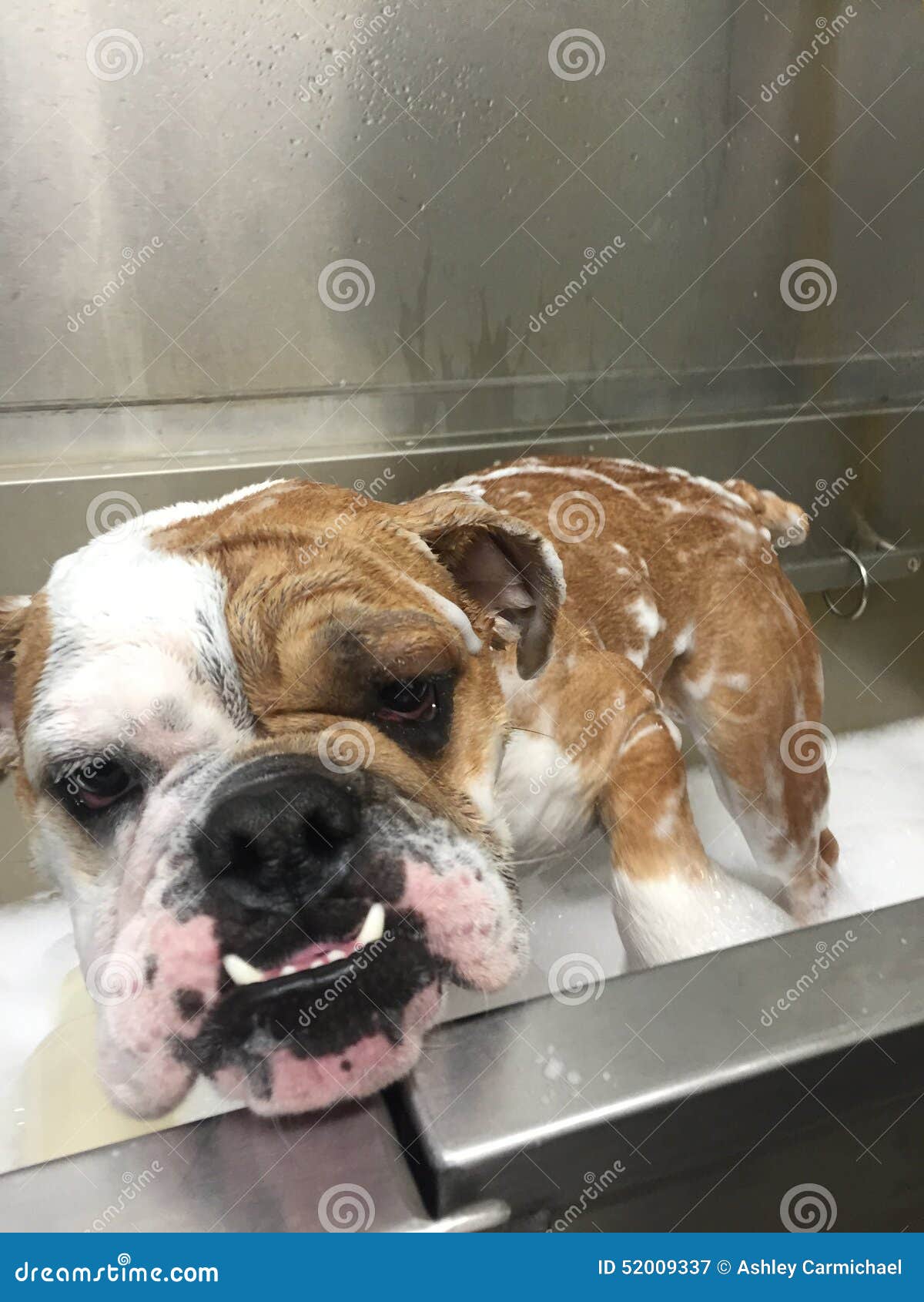 Bulldog bath time stock image. Image of bath, fifi, time - 52009337