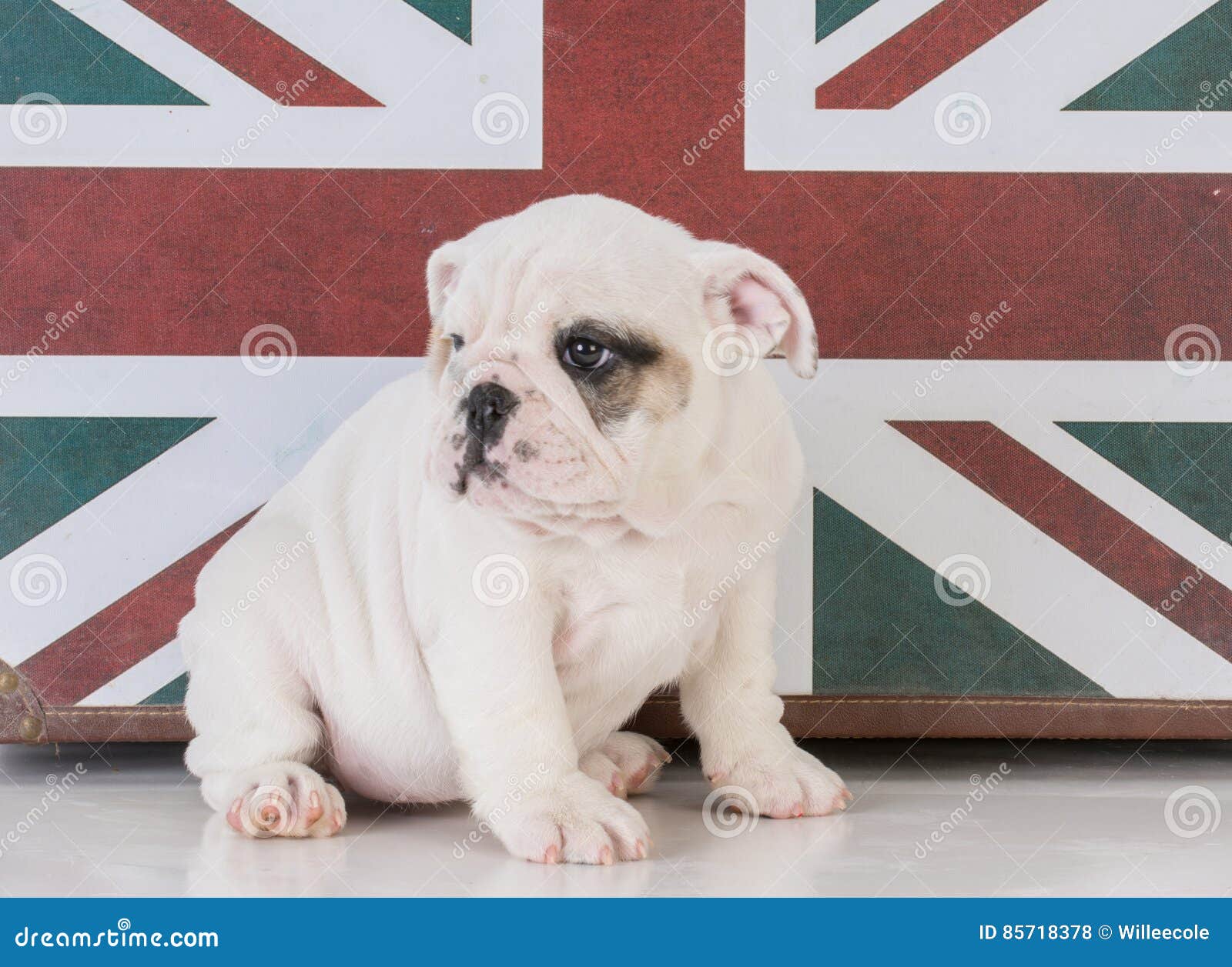 Bulldog with british flag stock photo. Image of british - 85718378