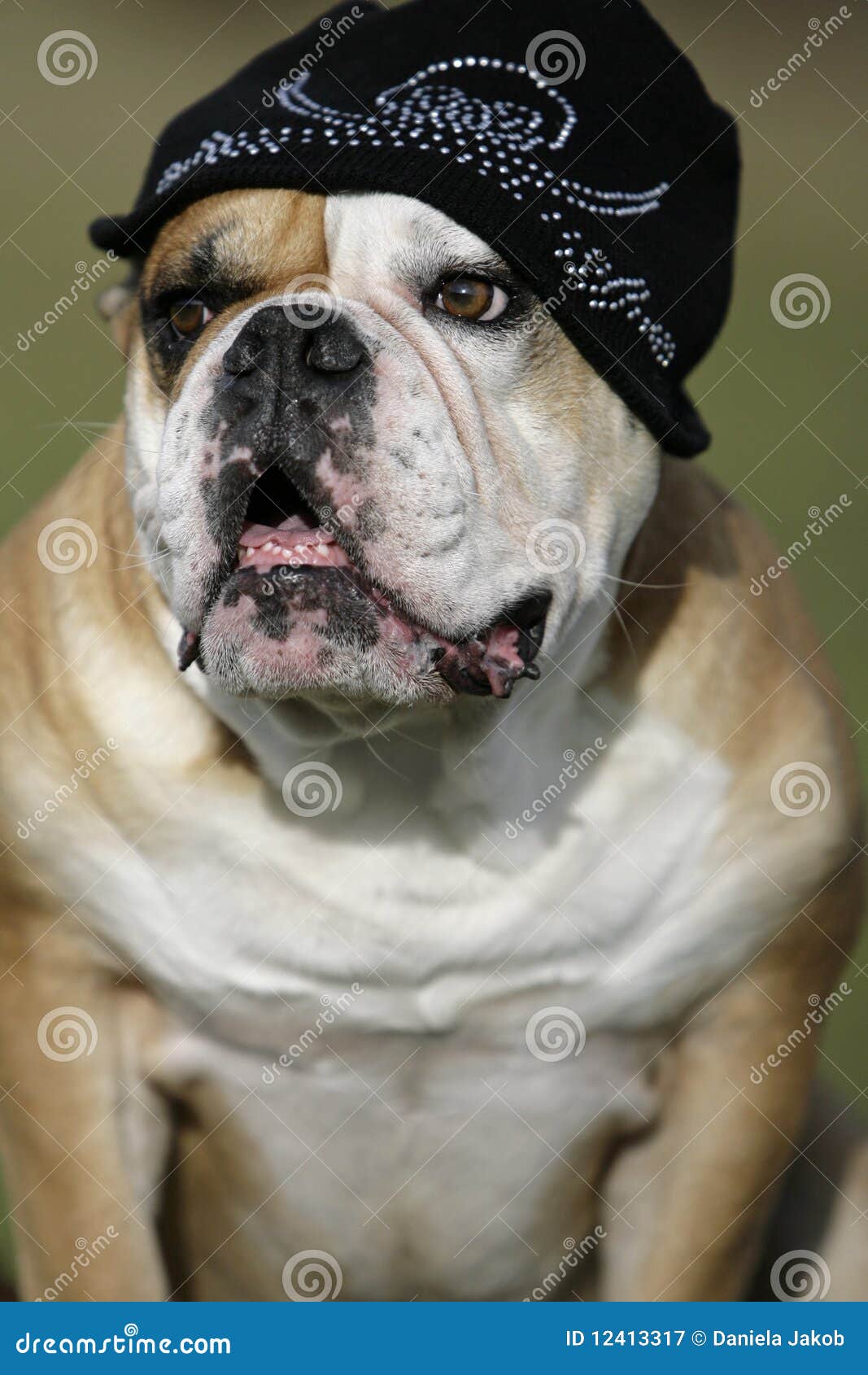 Bulldog with cap stock image. Image of black, joyful - 12413317