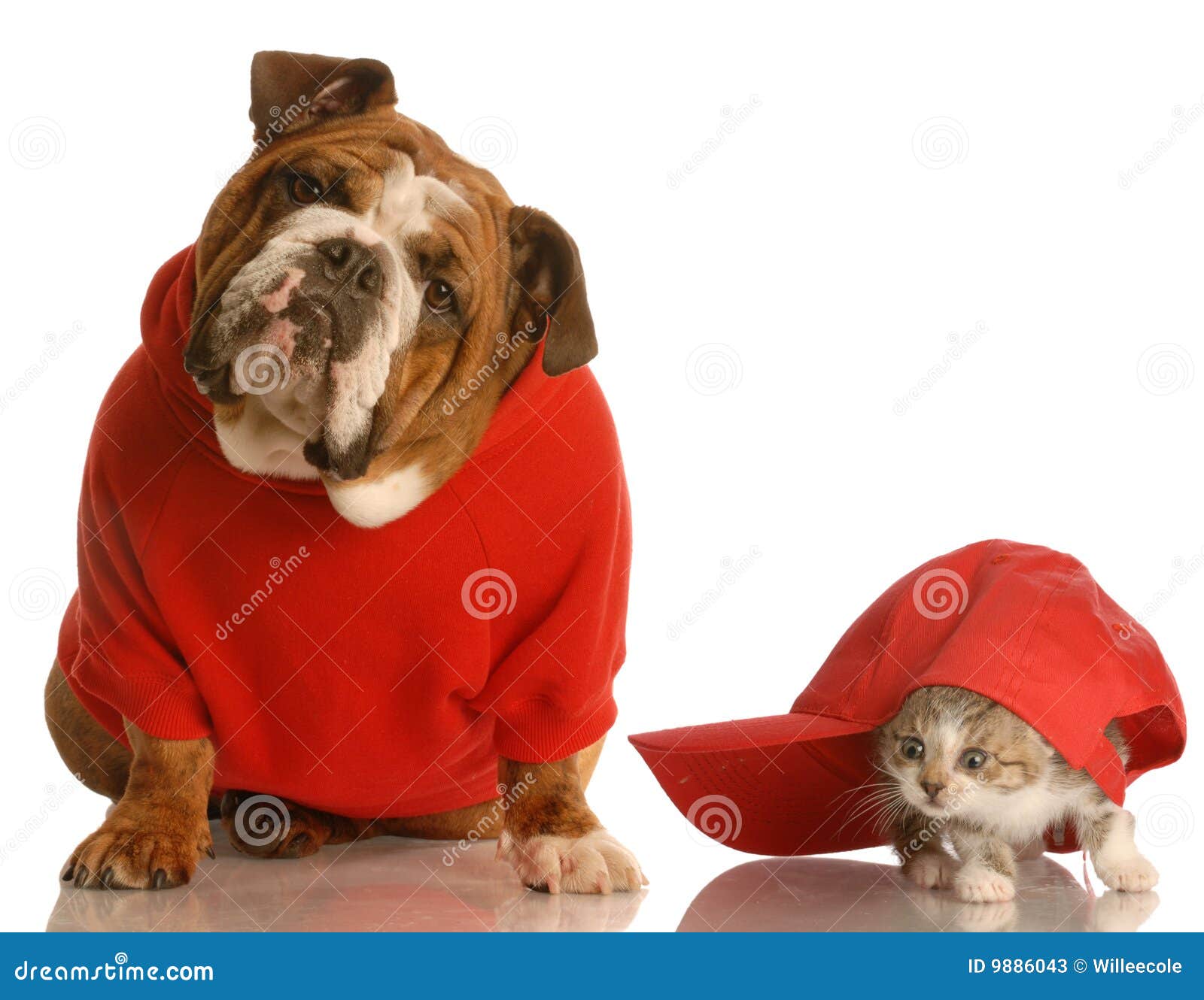 Bulldog and cat playing stock image. Image of ball, domestic - 9886043