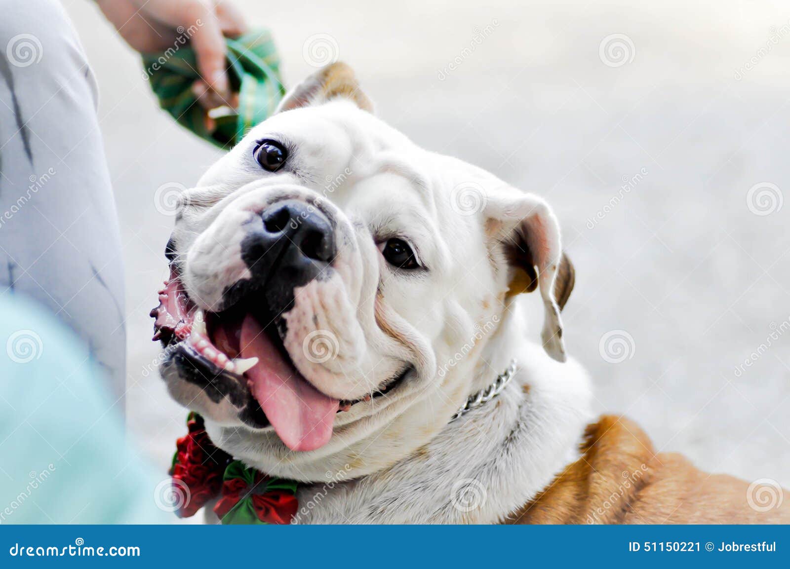Bulldog ,chained Bulldog,dog Stock Image - Image of bull, order: 51150221