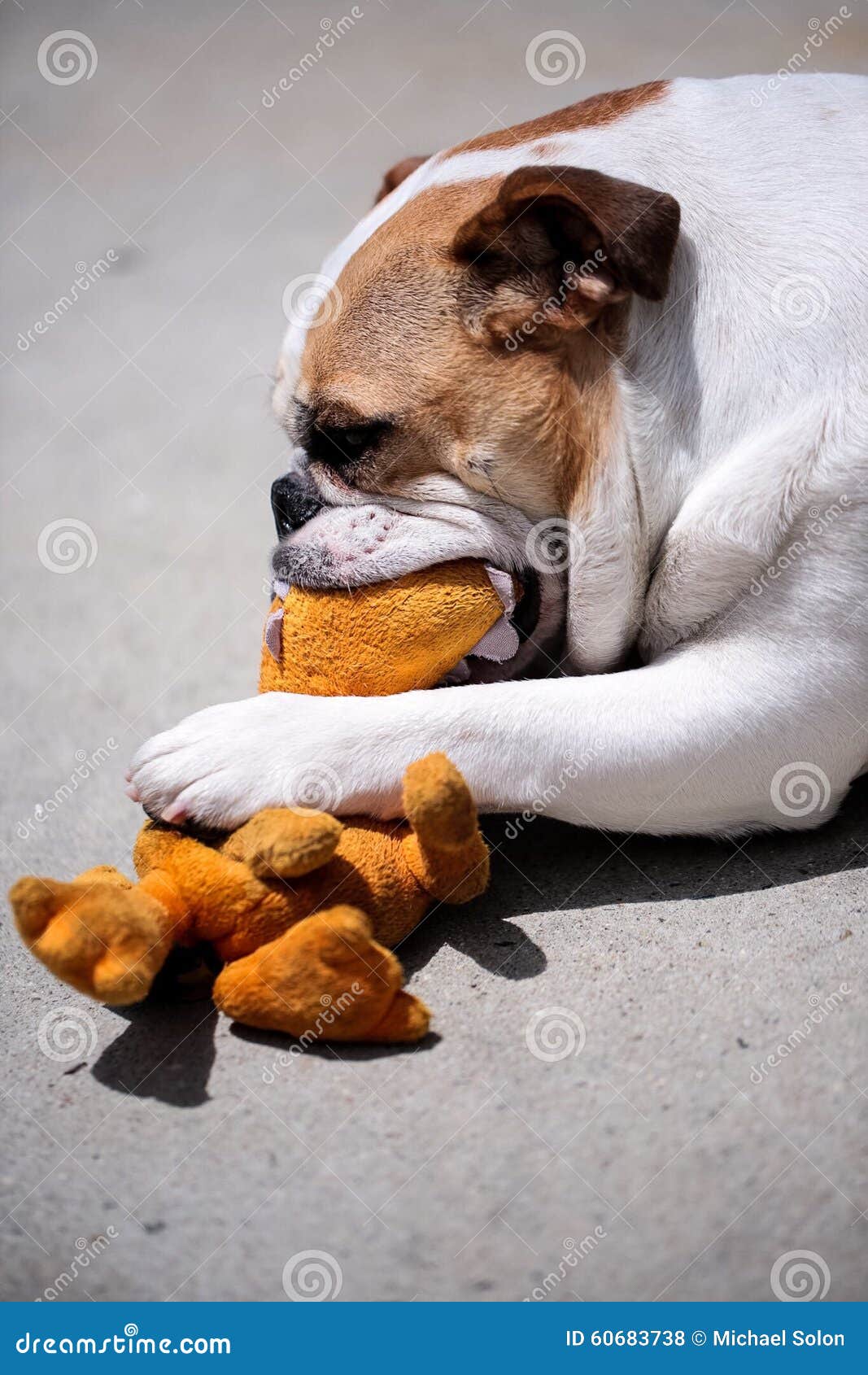 A Bulldog Chewing on Her Chew Toy Stock Photo - Image of bulldog ...