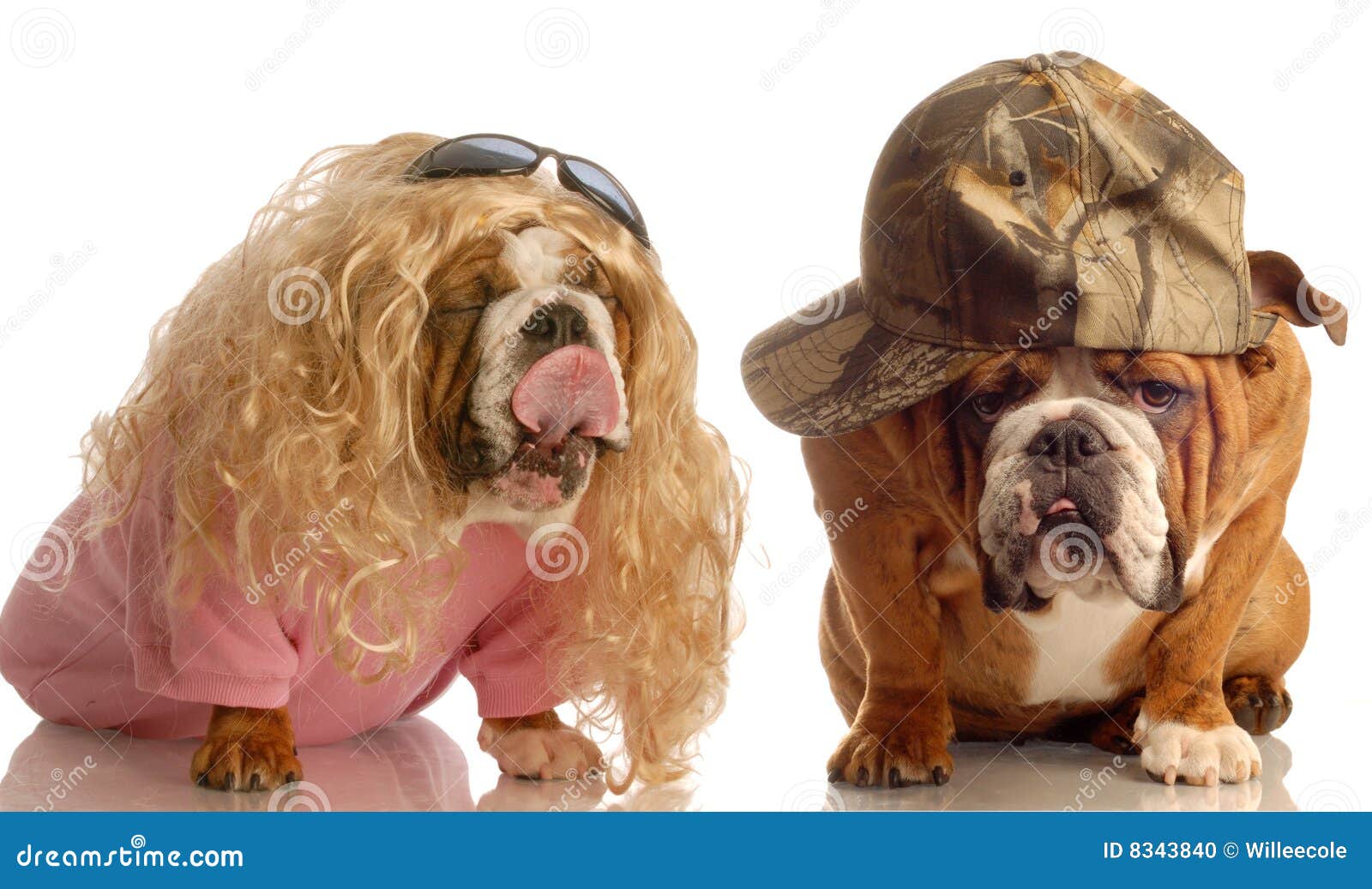 Bulldog couple in love stock photo. Image of friend, couple - 8343840