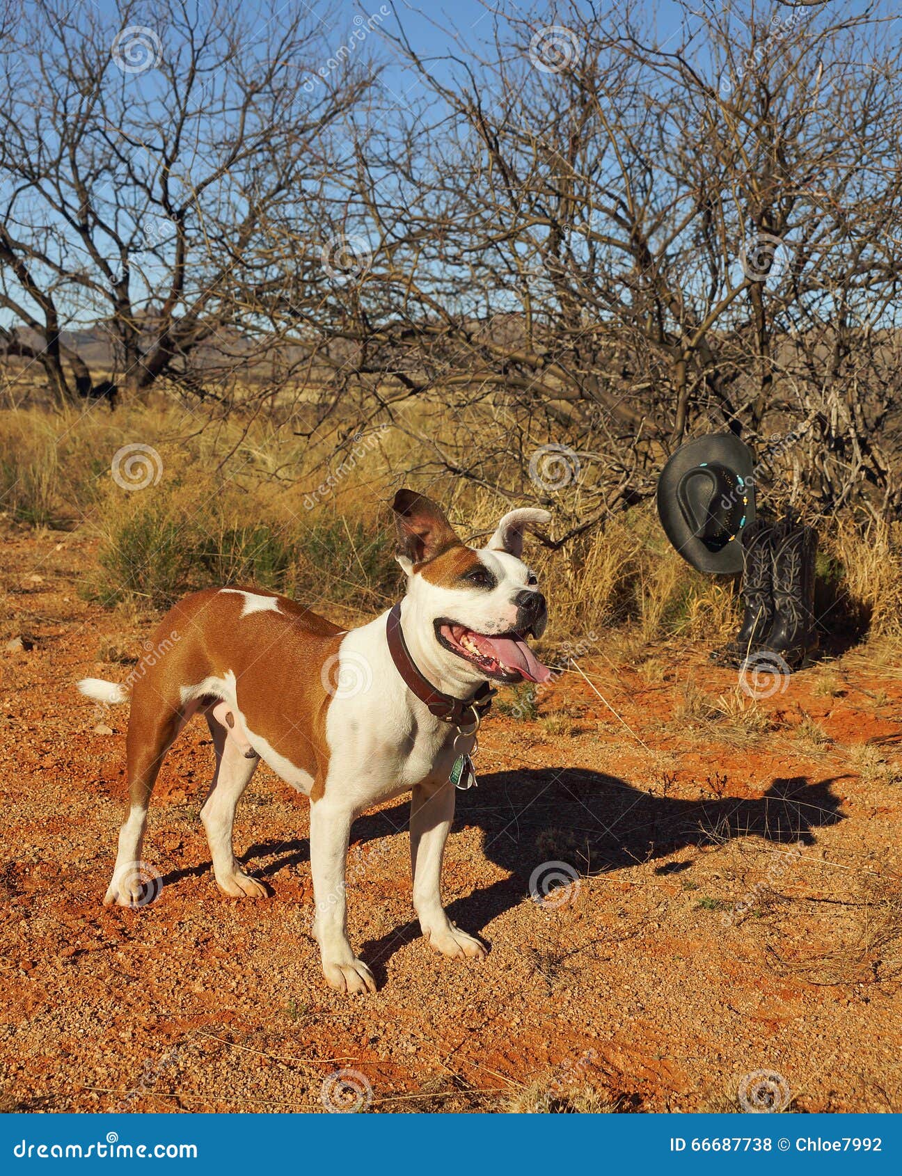 Bulldog Cross Stands in the Desert Stock Photo - Image of terrier, dirt ...