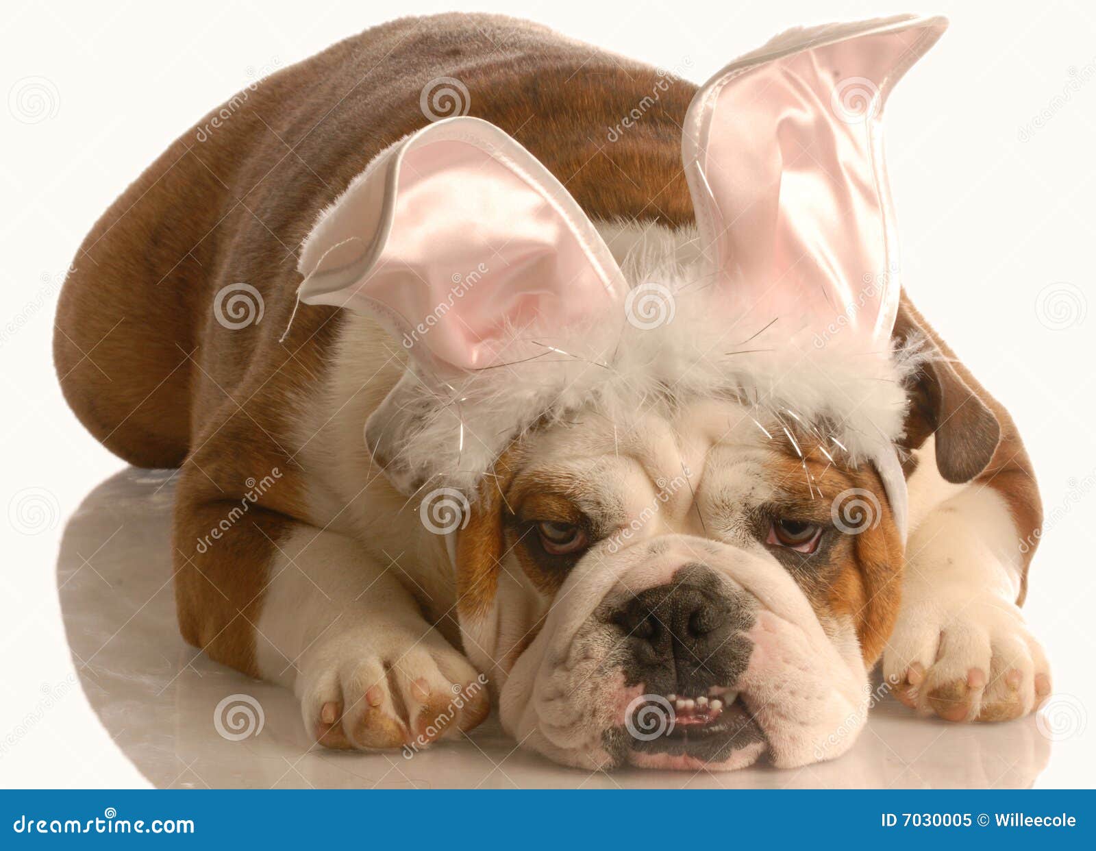 Bulldog Dressed Up As Bunny Stock Image - Image of easter, colour: 7030005