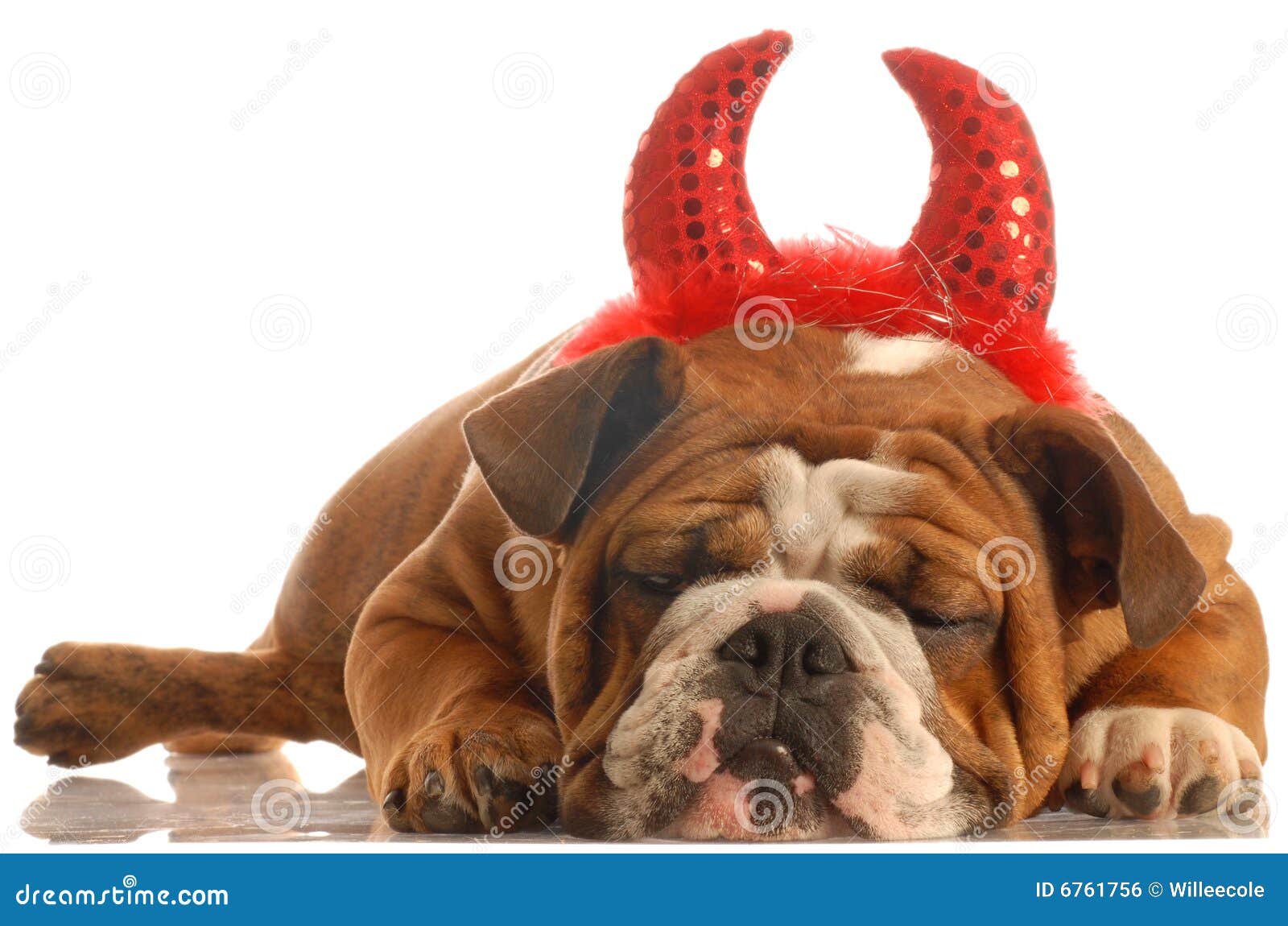 Bulldog Dressed Up As Devil Stock Photo - Image of face, brown: 6761756