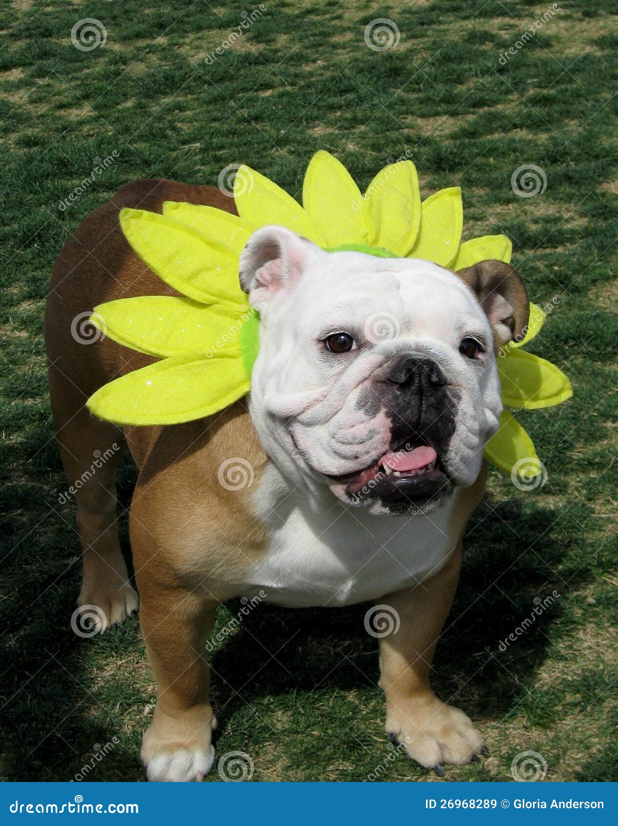 Bulldog Dressing As a Flower Stock Image - Image of resting, playing ...