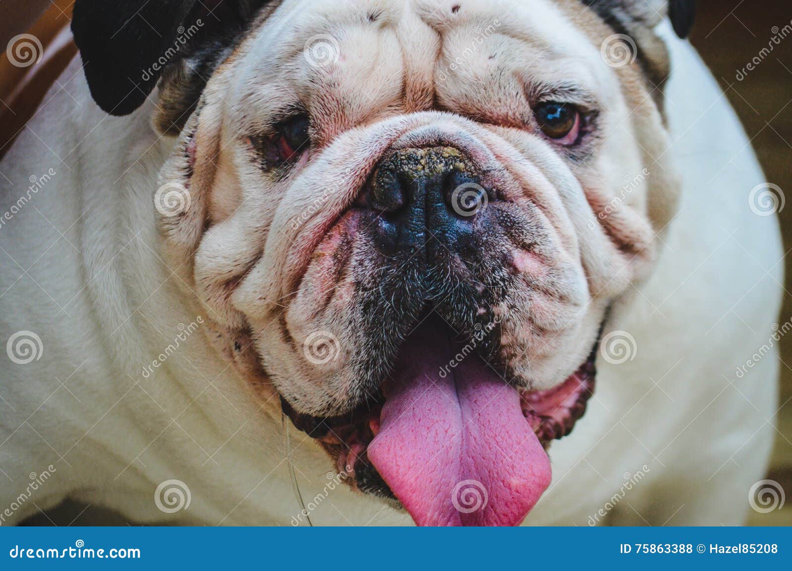 Bulldog face close up stock photo. Image of bulldog, face - 75863388