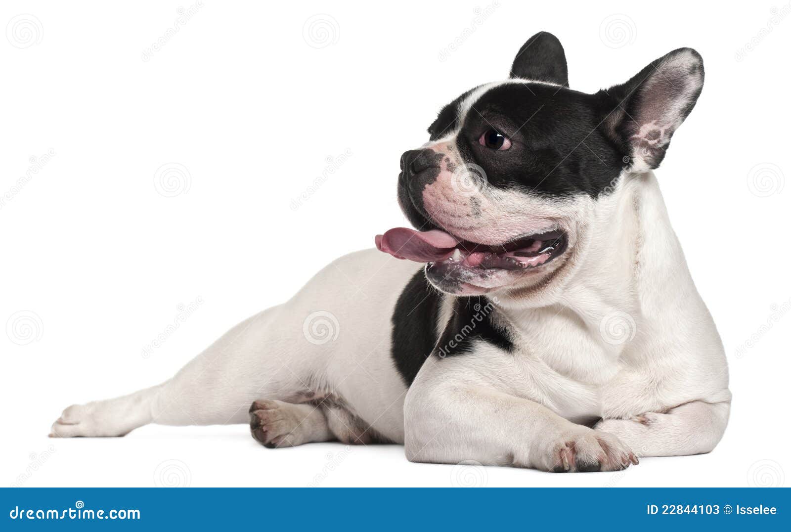 Bulldog Francese, 8 Mesi, Trovantesi Immagine Stock - Immagine di ...