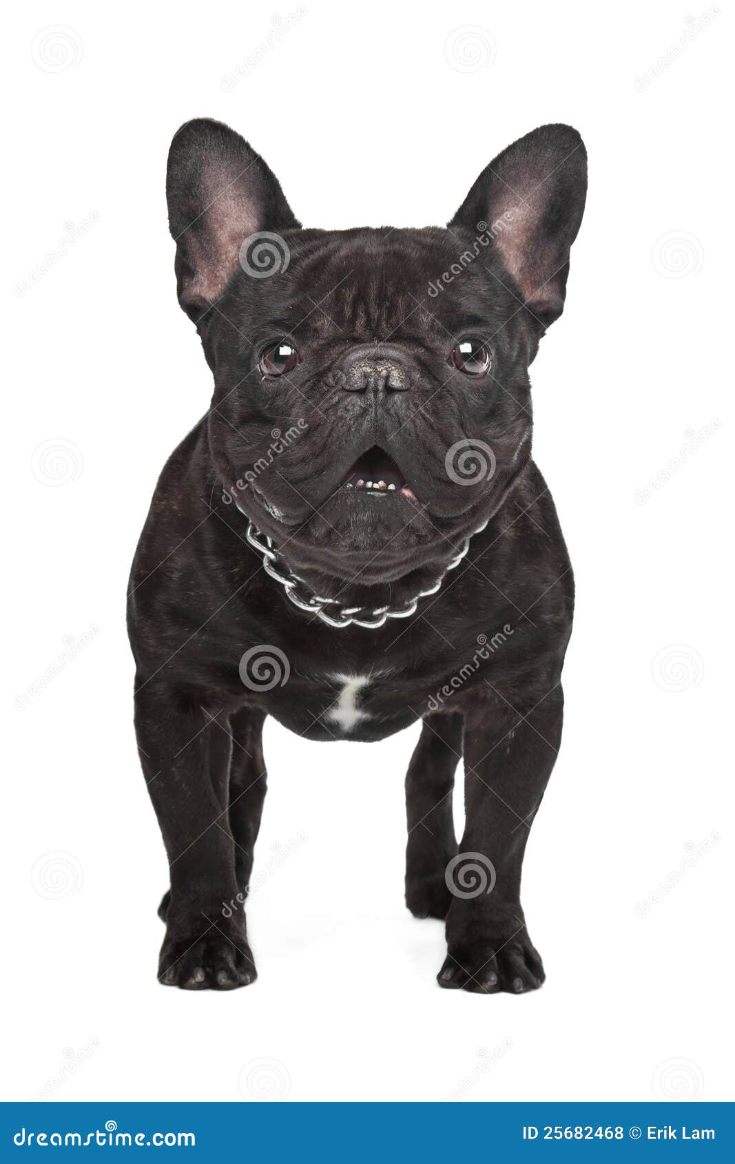 Bulldog Francese Di Colore Marrone Scuro Fotografia Stock - Immagine di ...