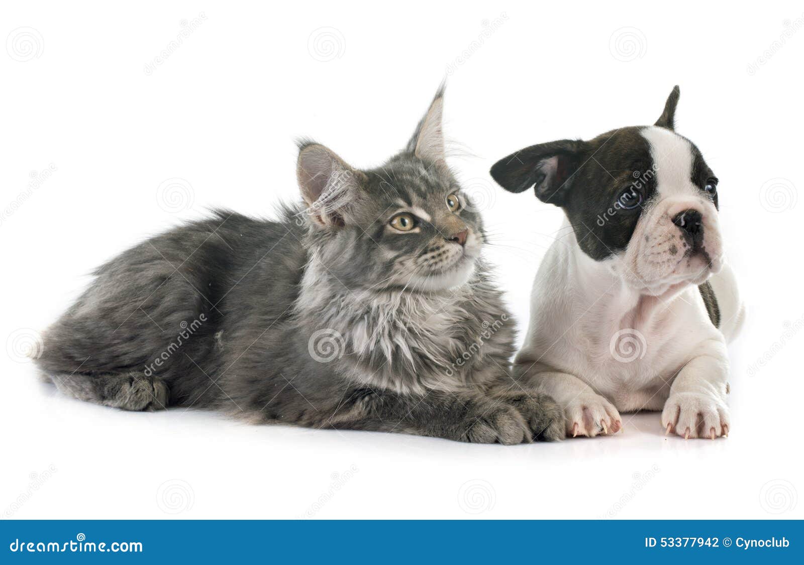 Bulldog Francese E Gatto Del Cucciolo Fotografia Stock - Immagine di ...