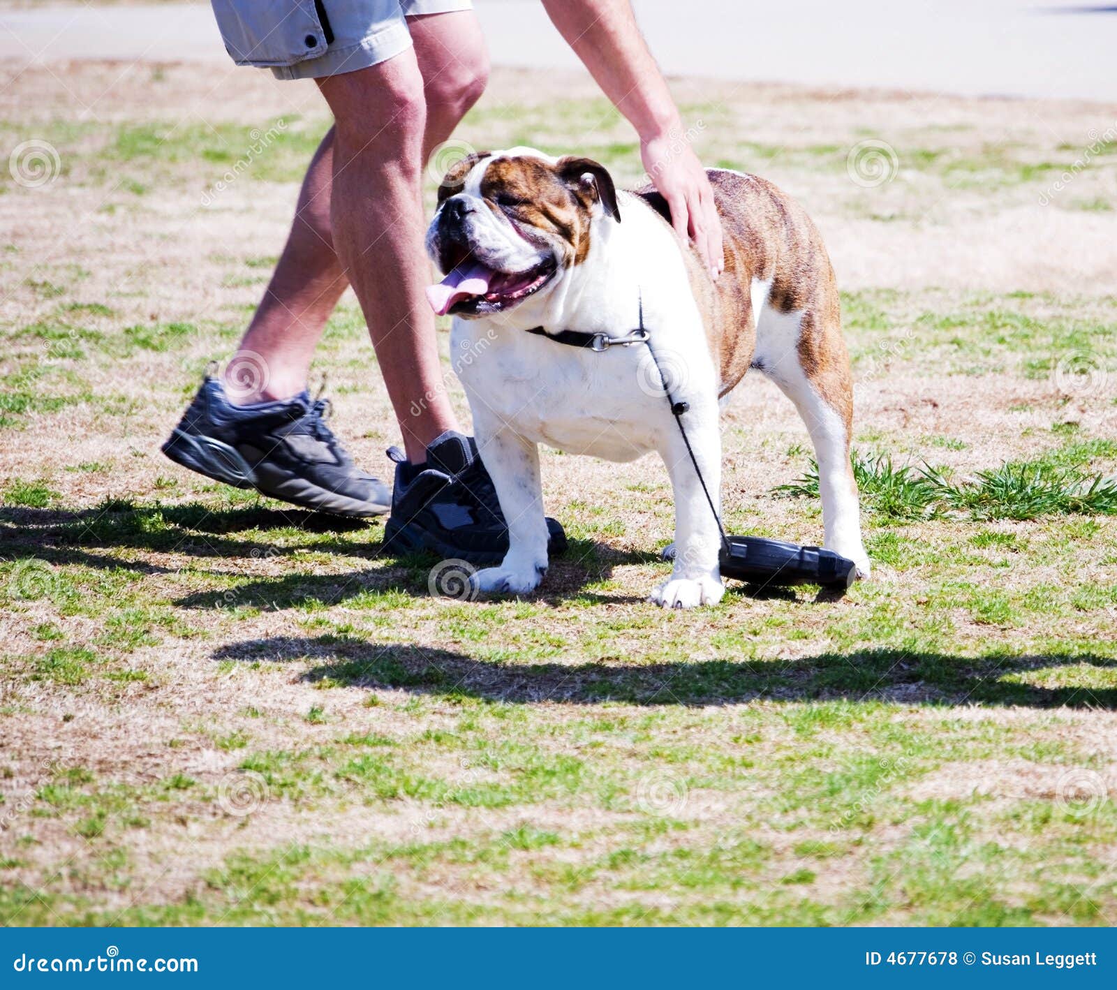 Bulldog and Friend stock photo. Image of bulldog, head - 4677678