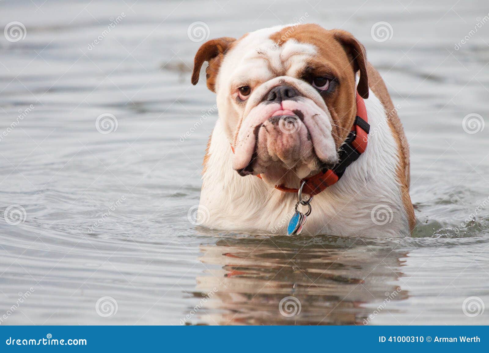 Bulldog stock photo. Image of bulldog, little, water - 41000310