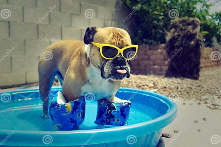Bulldog in His Pool with Floaties on Stock Photo - Image of bully, bull ...