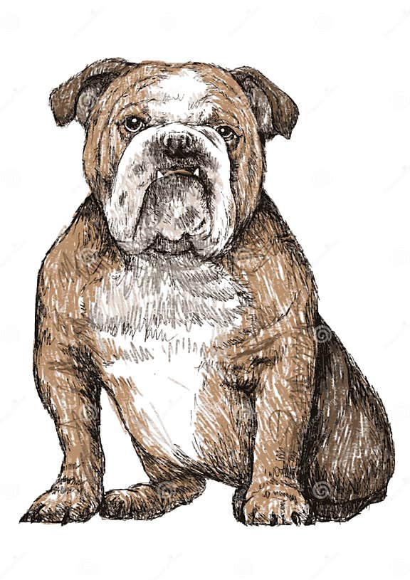 Bulldog stock vector. Illustration of sketch, cute, doodle - 44517330