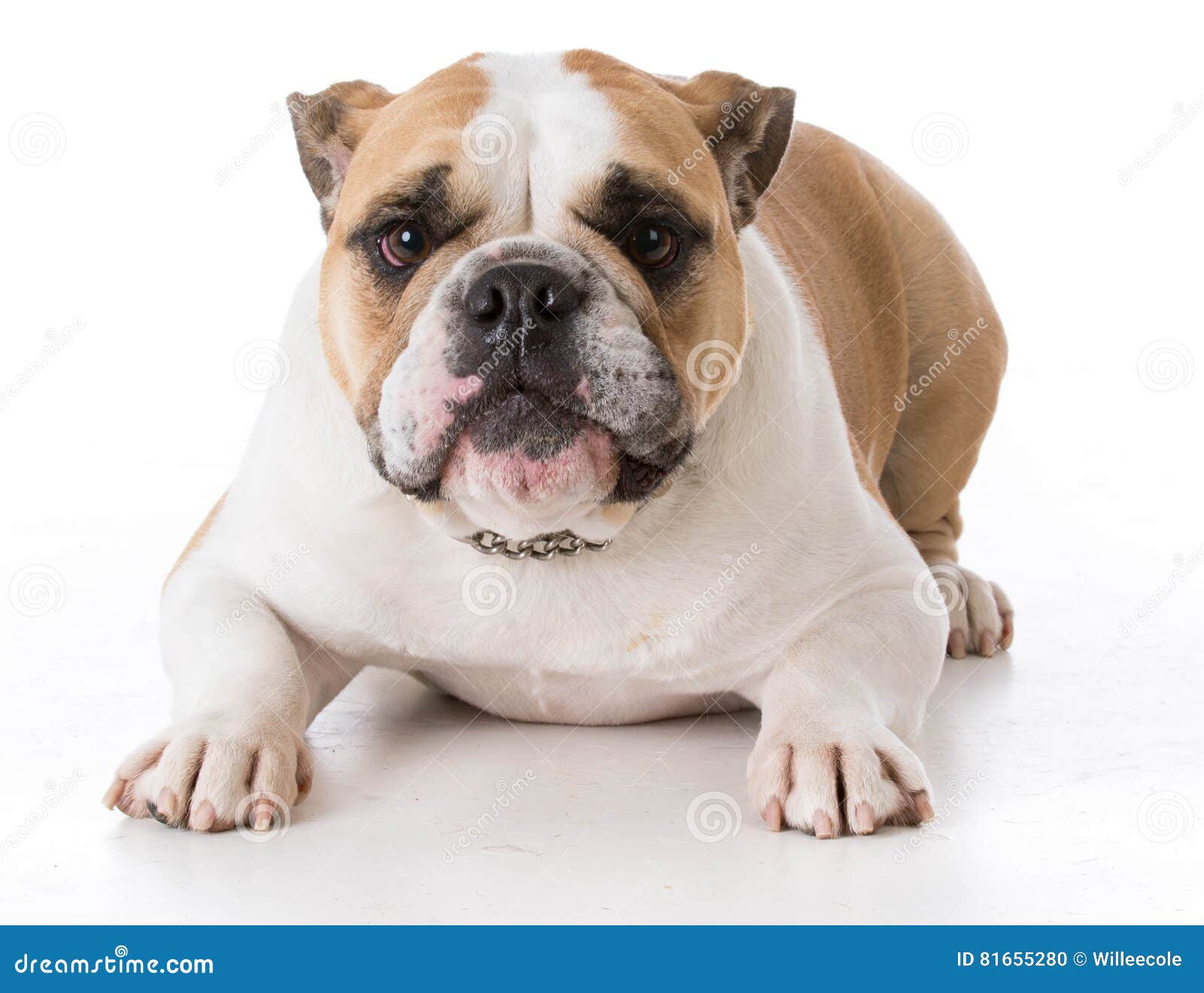 Bulldog laying down stock photo. Image of laying, female - 81655280
