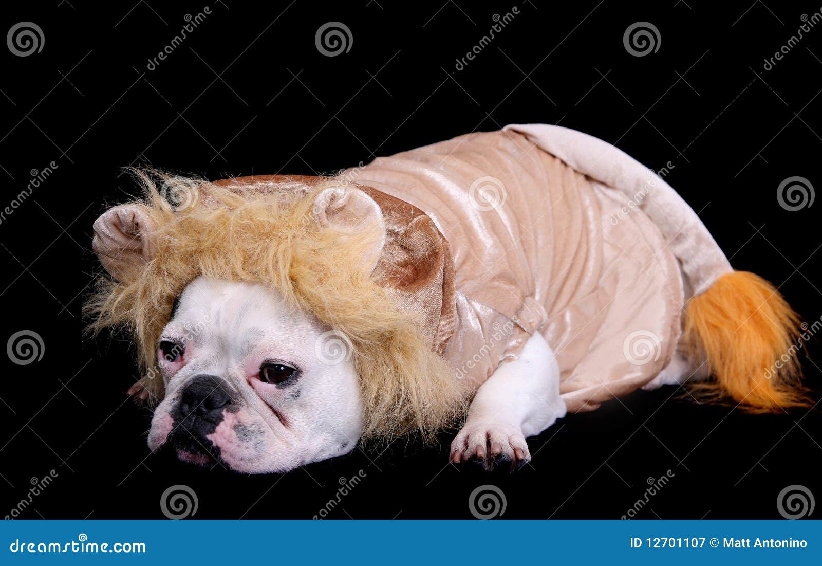 Bulldog lion stock image. Image of black, lion, headshot - 12701107