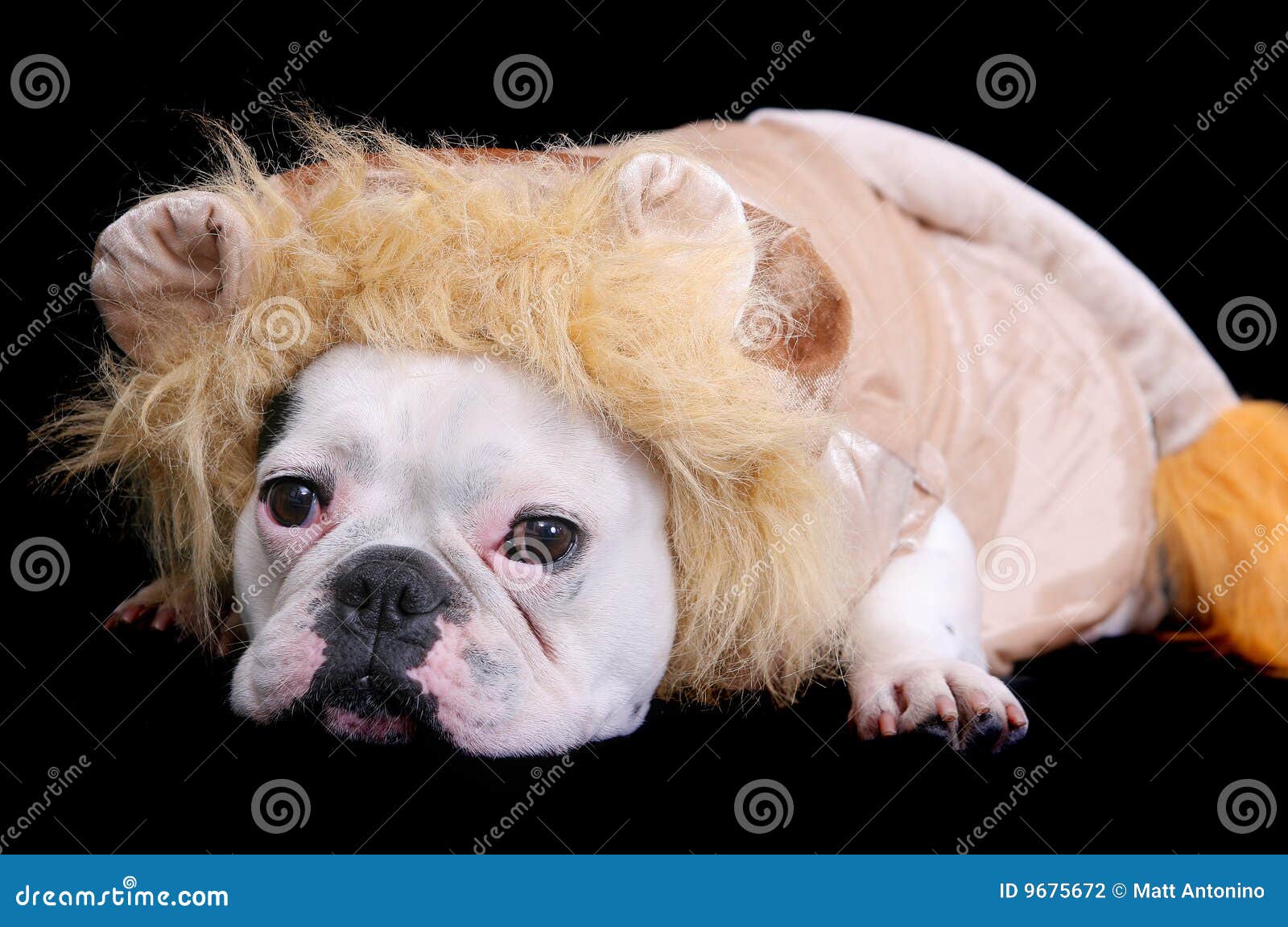 Bulldog lion stock photo. Image of funny, black, portrait - 9675672