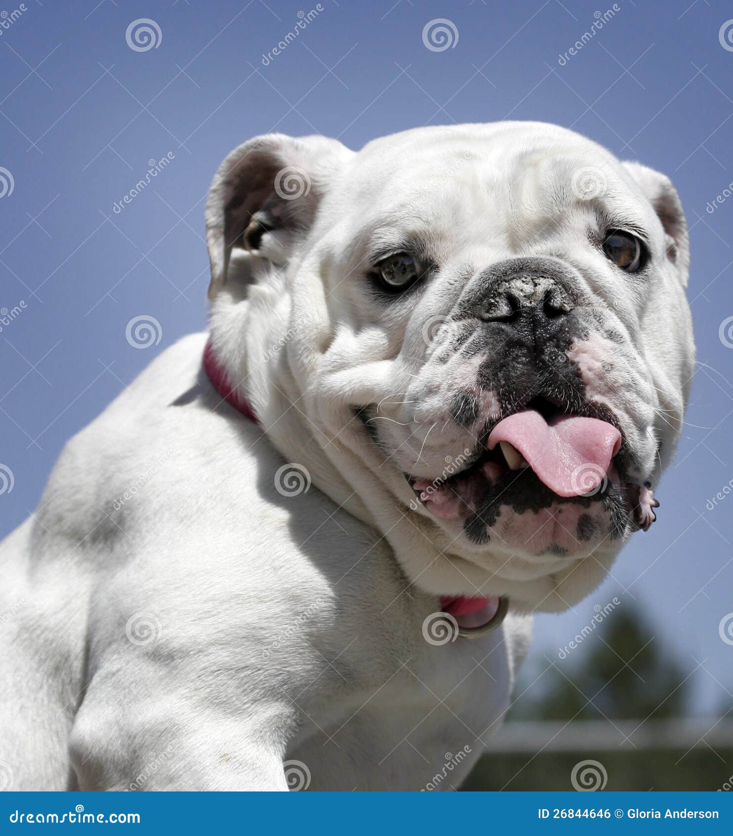 Bulldog looking down stock photo. Image of ears, face - 26844646