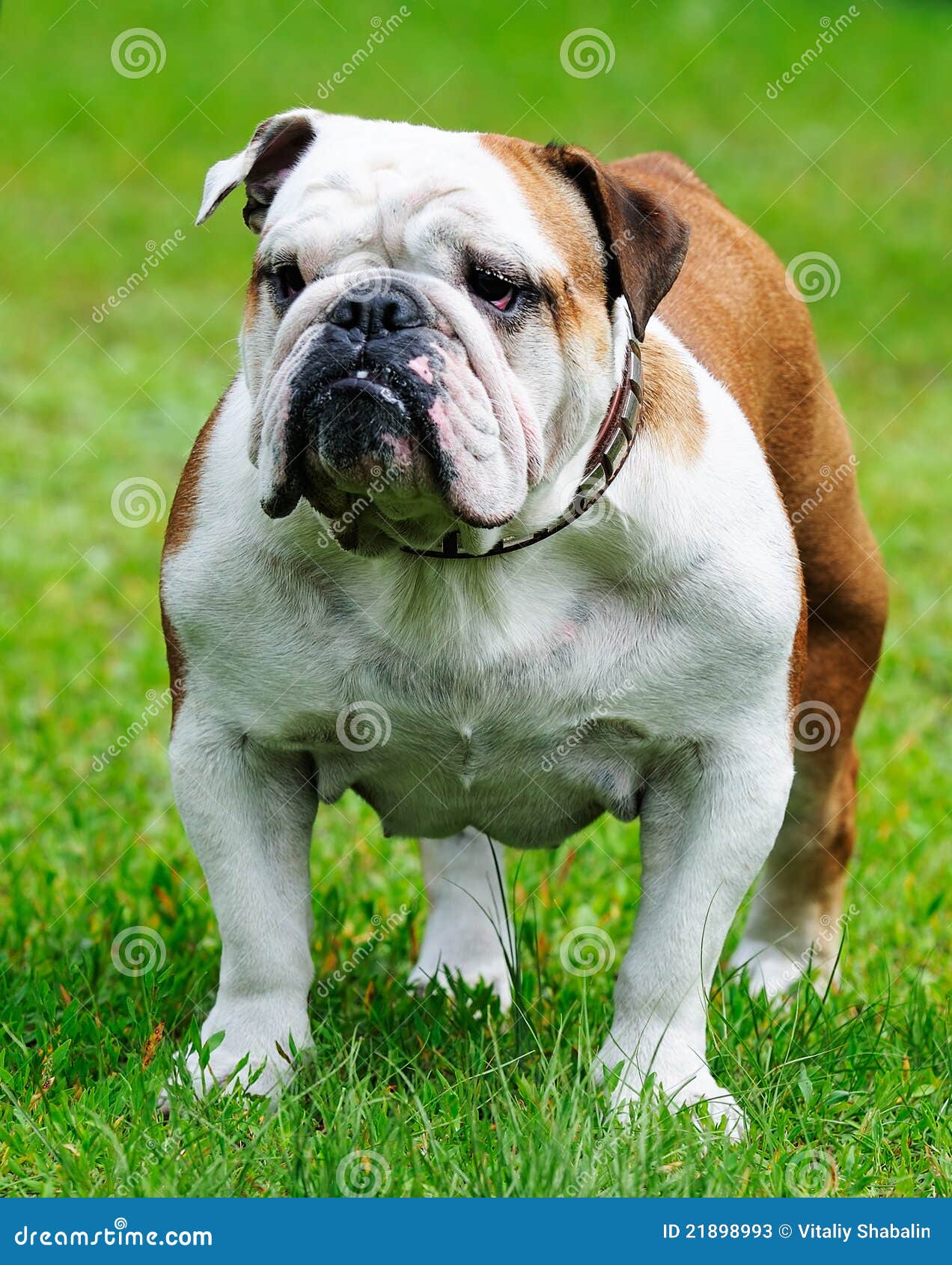 Bulldog outdoors portrait stock image. Image of outdoors - 21898993