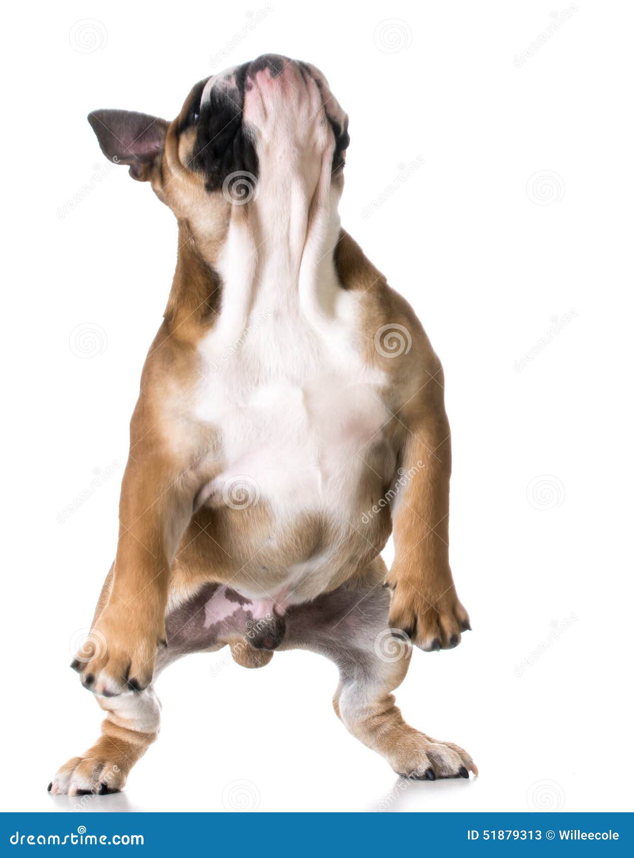 Bulldog playing stock image. Image of shot, playing, indoors - 51879313