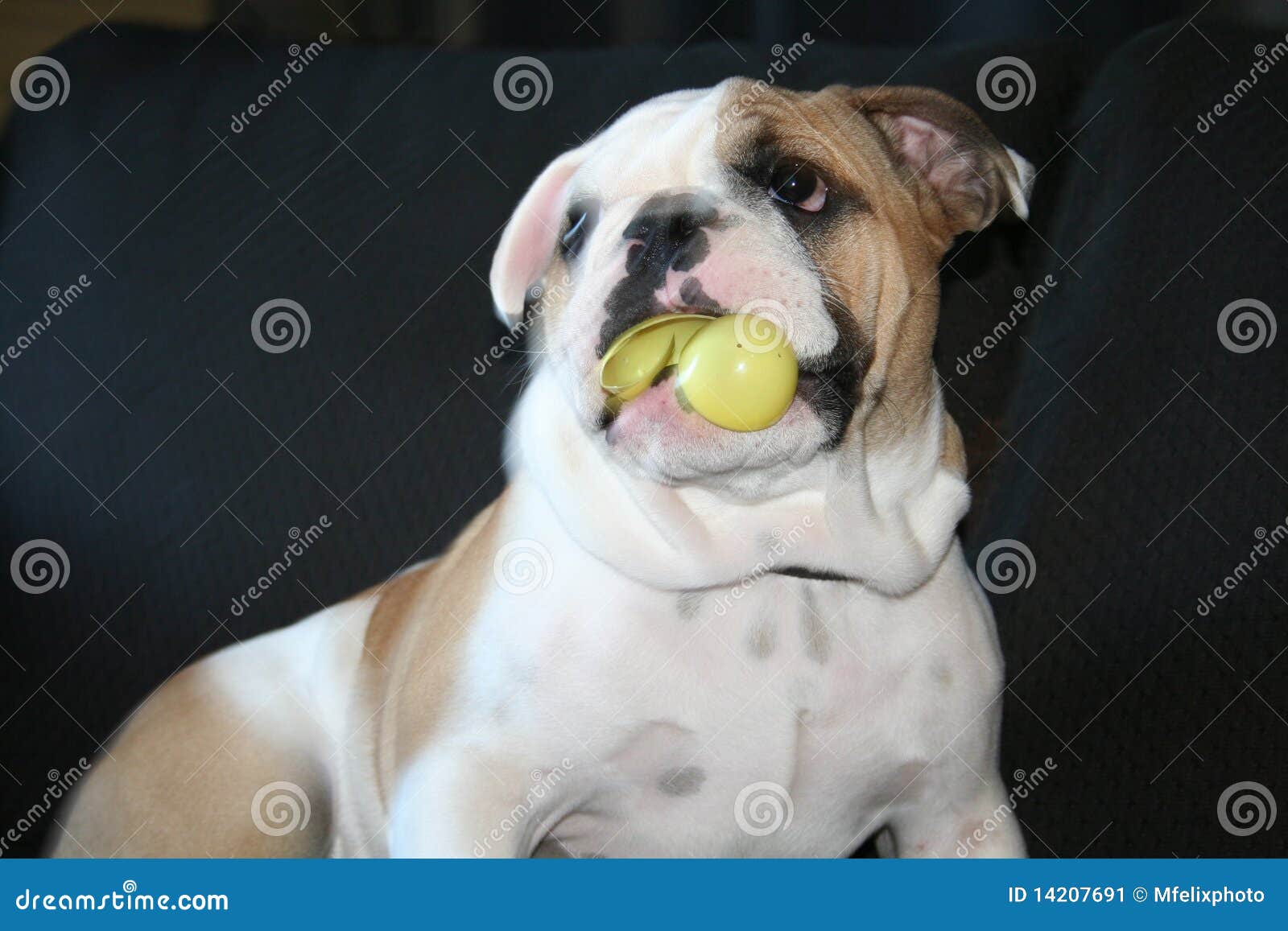 Bulldog Playing with Toys stock image. Image of puppy - 14207691