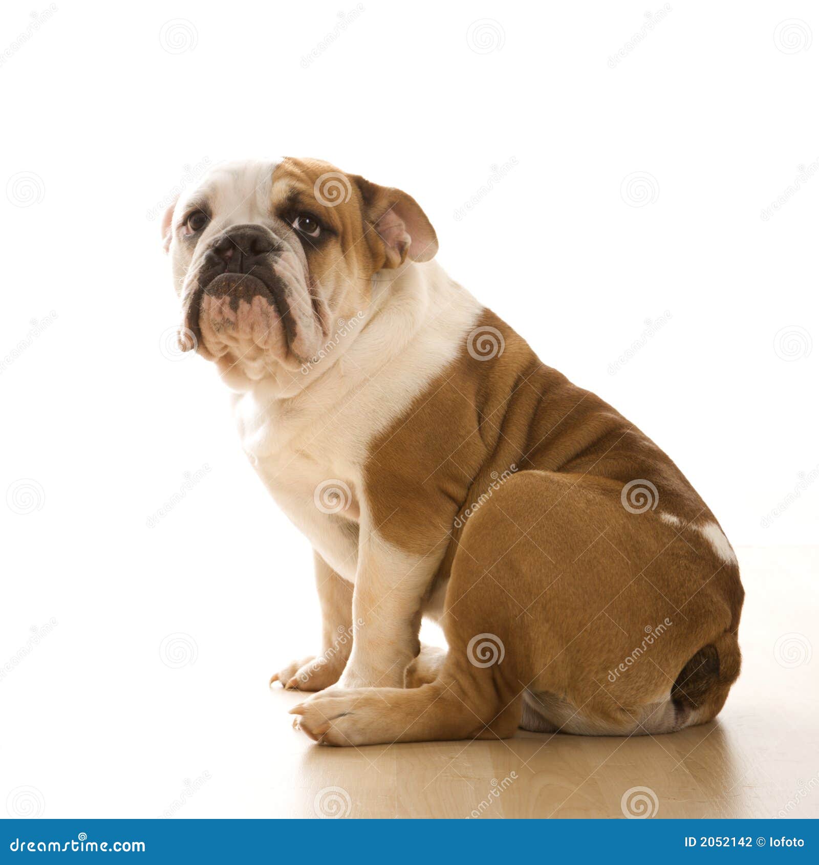 Bulldog portrait. stock photo. Image of studio, canine - 2052142
