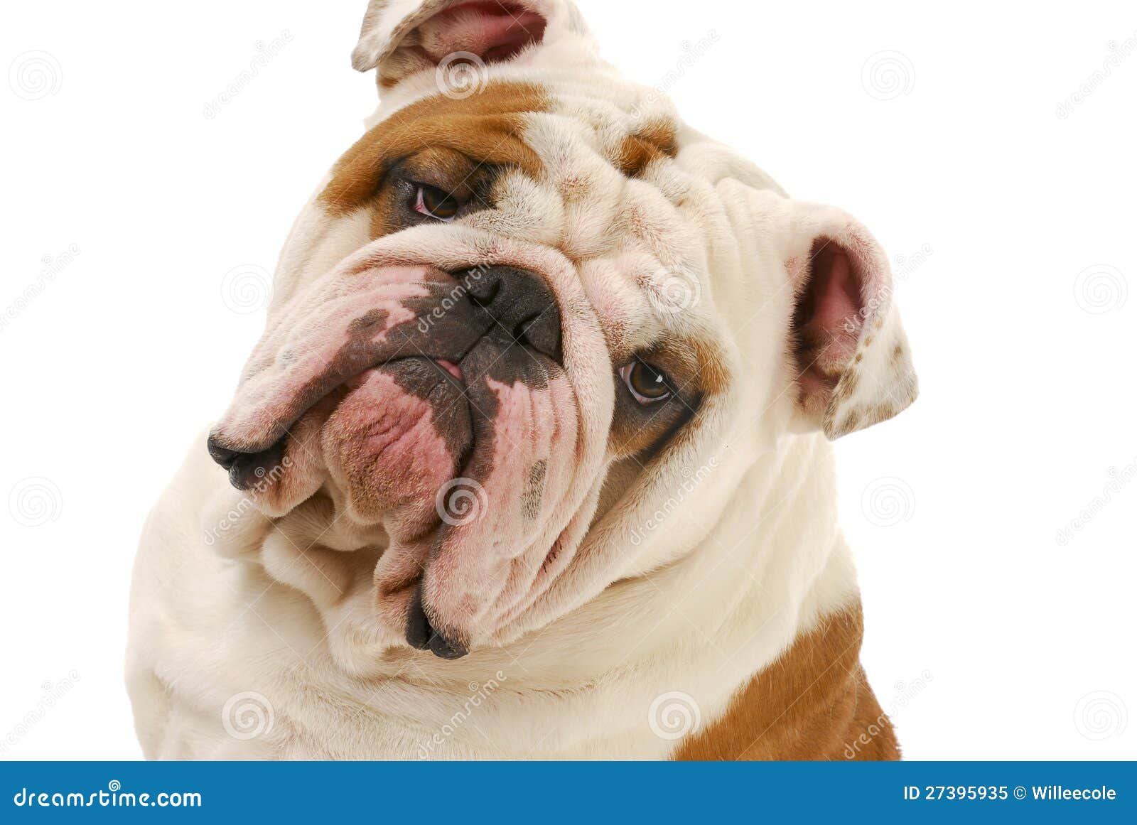 Bulldog portrait stock image. Image of bulldog, isolated - 27395935