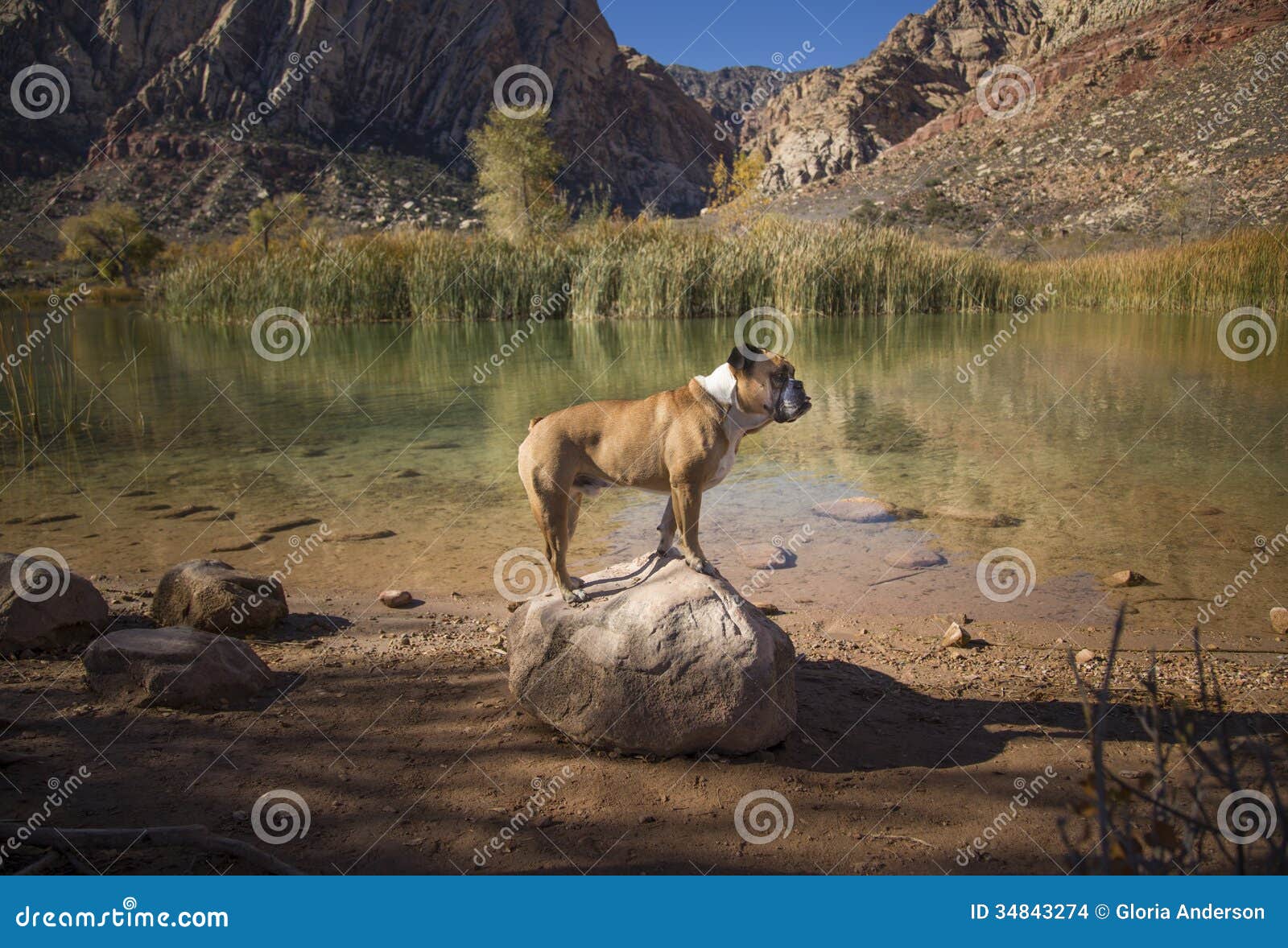 Bulldog Posed on a Rock by the Water Stock Photo - Image of grass, nose ...