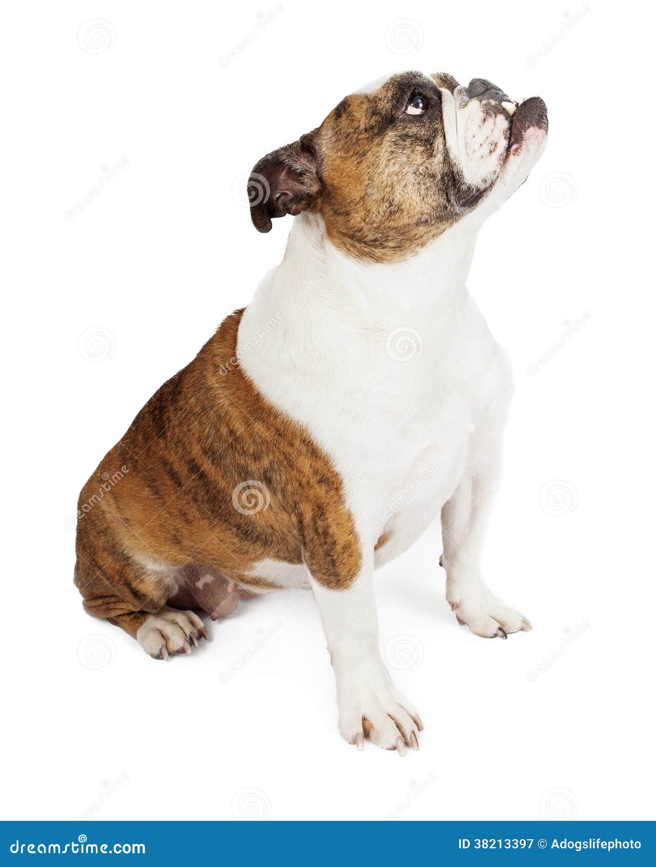 Bulldog Profile Looking Up stock image. Image of wrinkled - 38213397